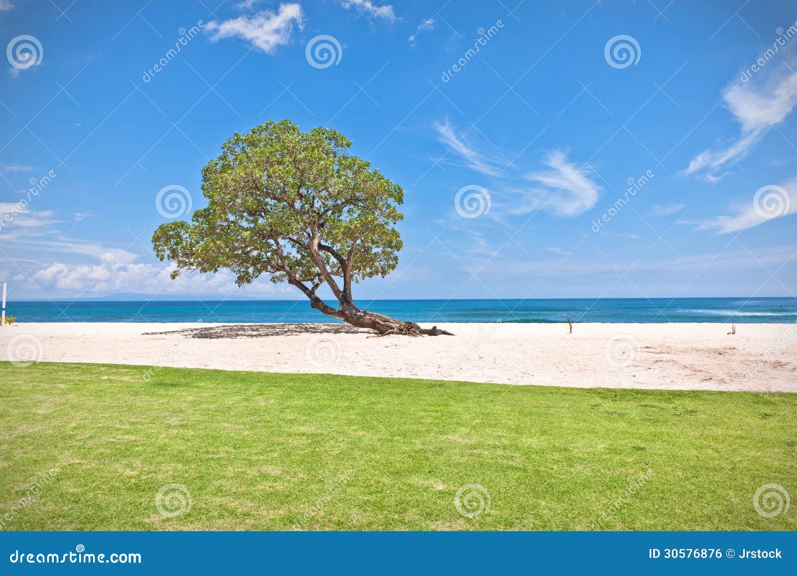One Green Tree on the Beach Stock Photo - Image of grass, green: 30576876