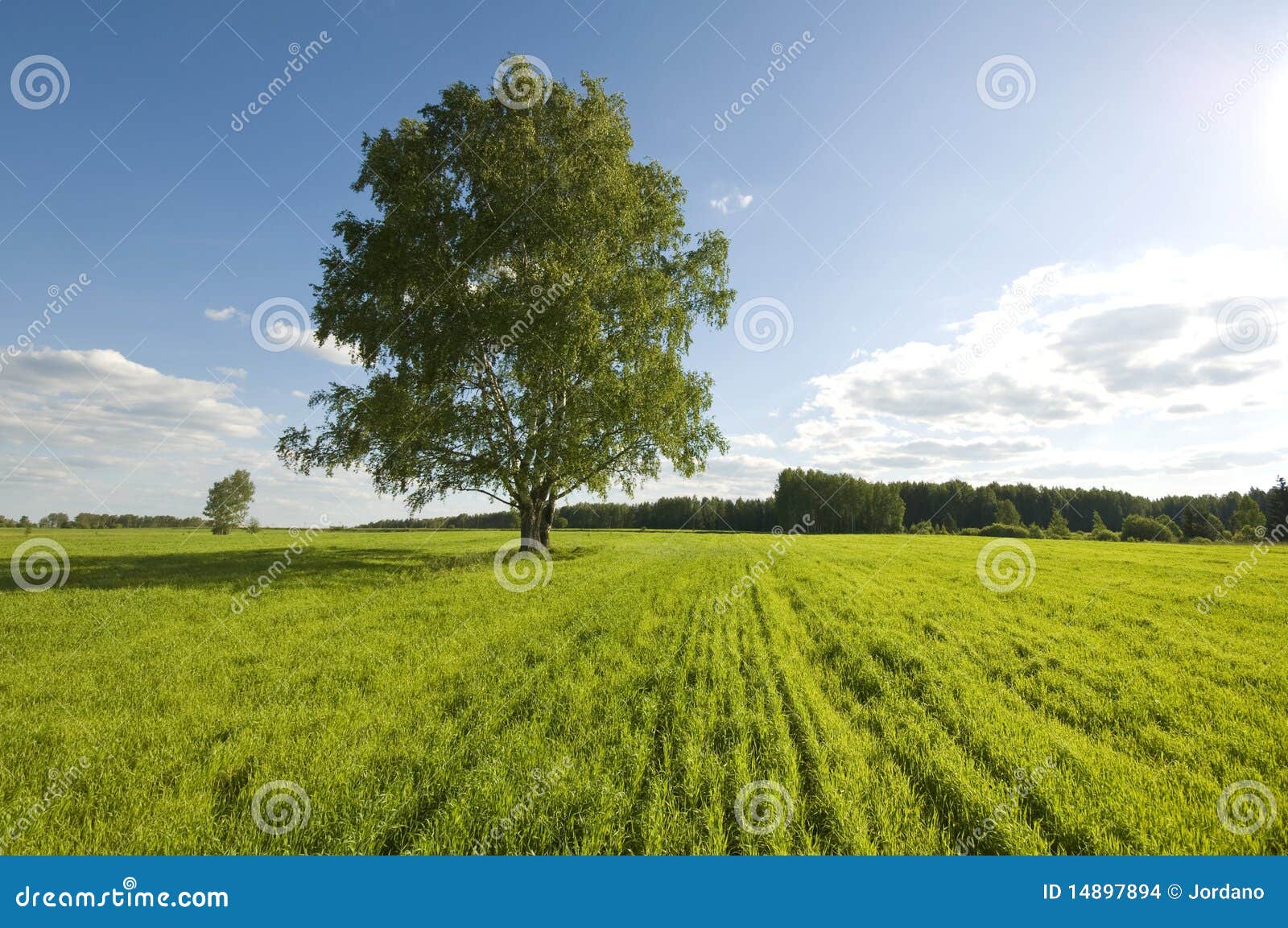 One Green Tree on the Field Stock Photo - Image of lawn, branch: 14897894