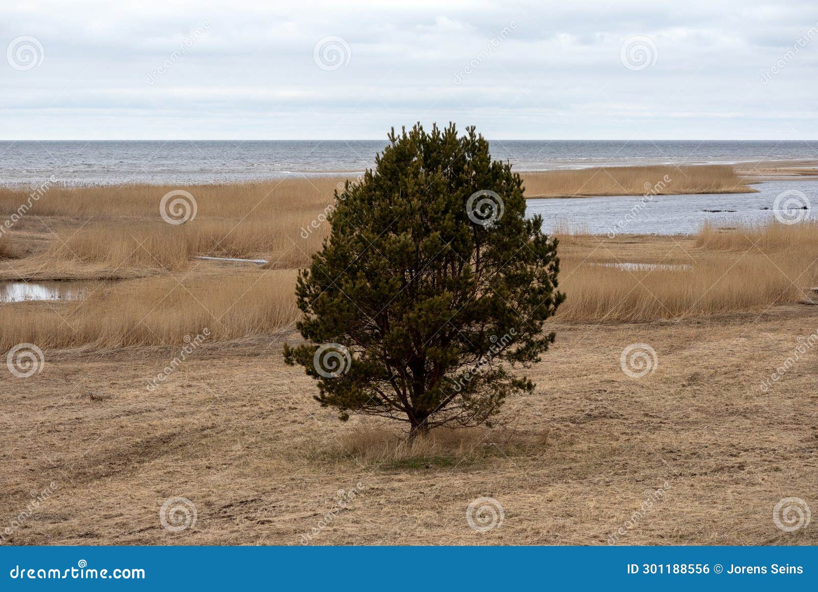 One Green Tree on the Seashore on a Background of Reeds, Blue Sky and ...