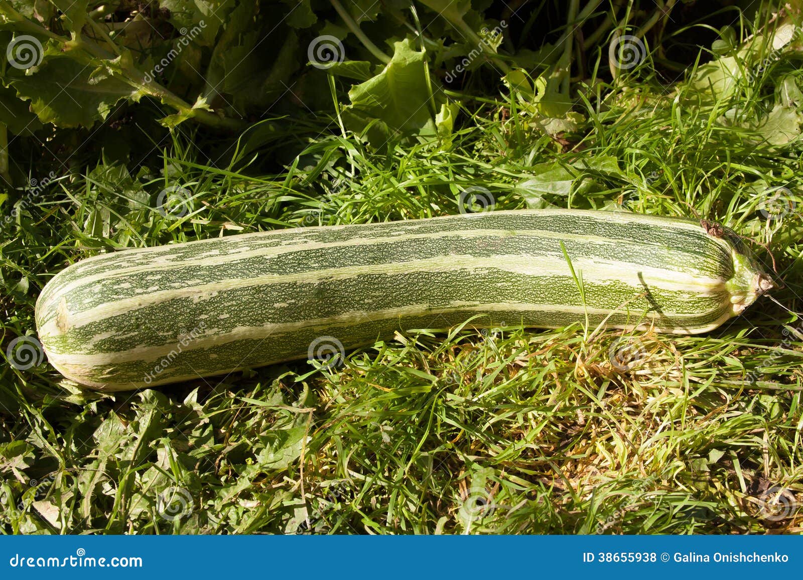 One green vegetable marrow stock photo. Image of harvest - 38655938