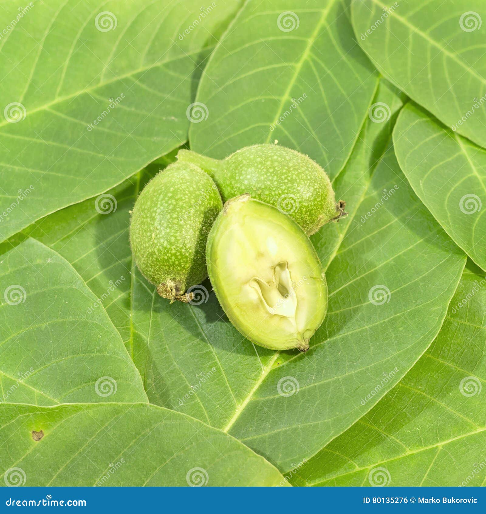 Walnuts On Among The Leaves On A Tree Branch Ripen Royalty-Free Stock ...