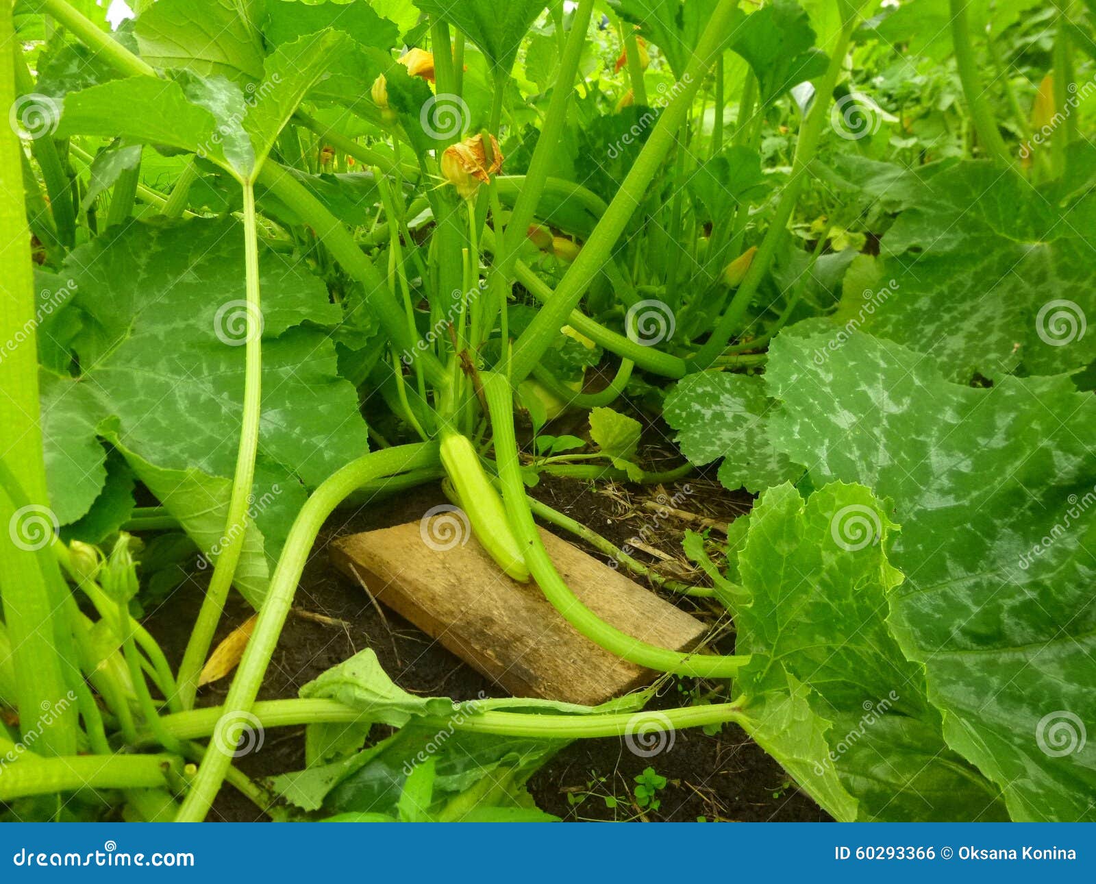 One green zucchini growing stock photo. Image of fresh - 60293366