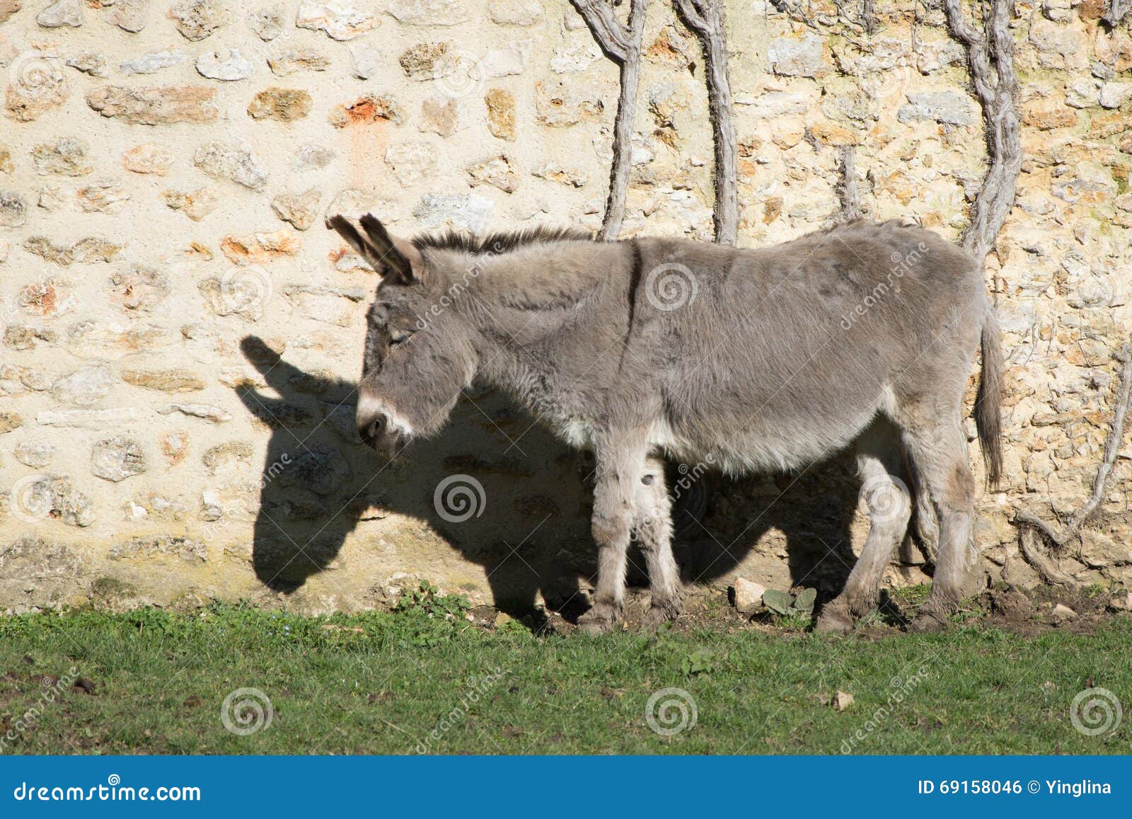 One grey donkey stock photo. Image of cyprus, face, mule - 69158046