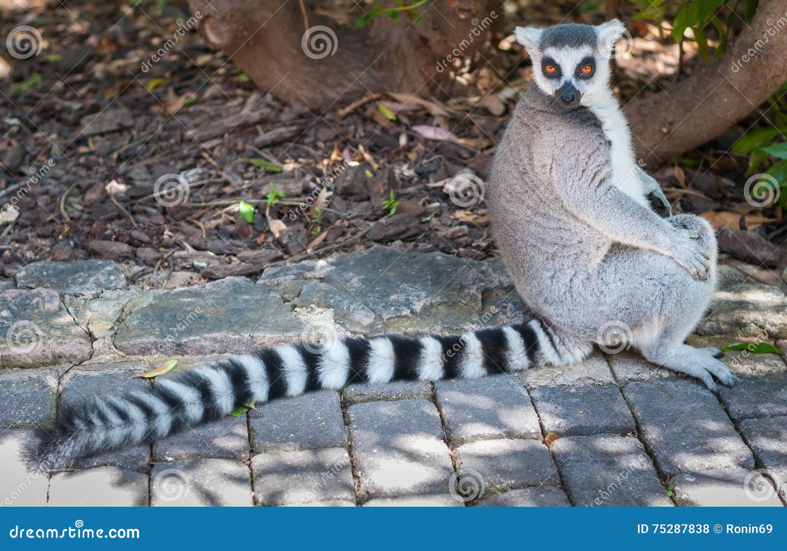 One grey lemur stock photo. Image of lemur, ring, animal - 75287838