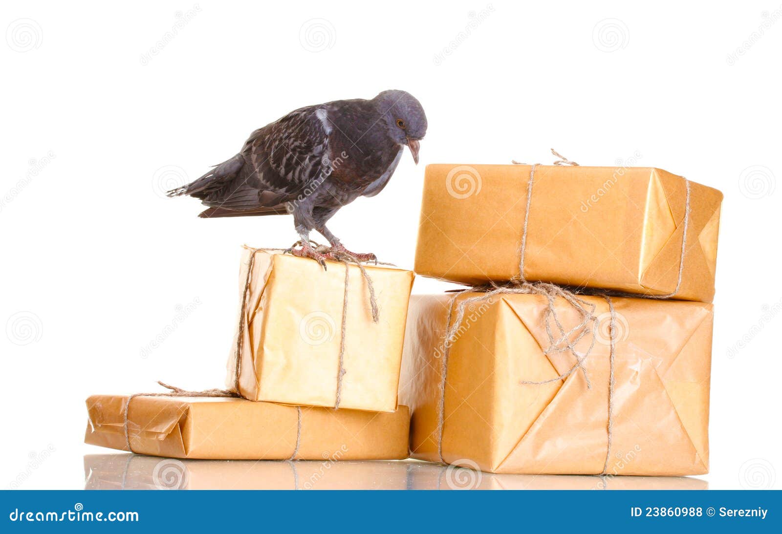 One Grey Messenger-pigeon and Parcels Stock Photo - Image of bird, side ...