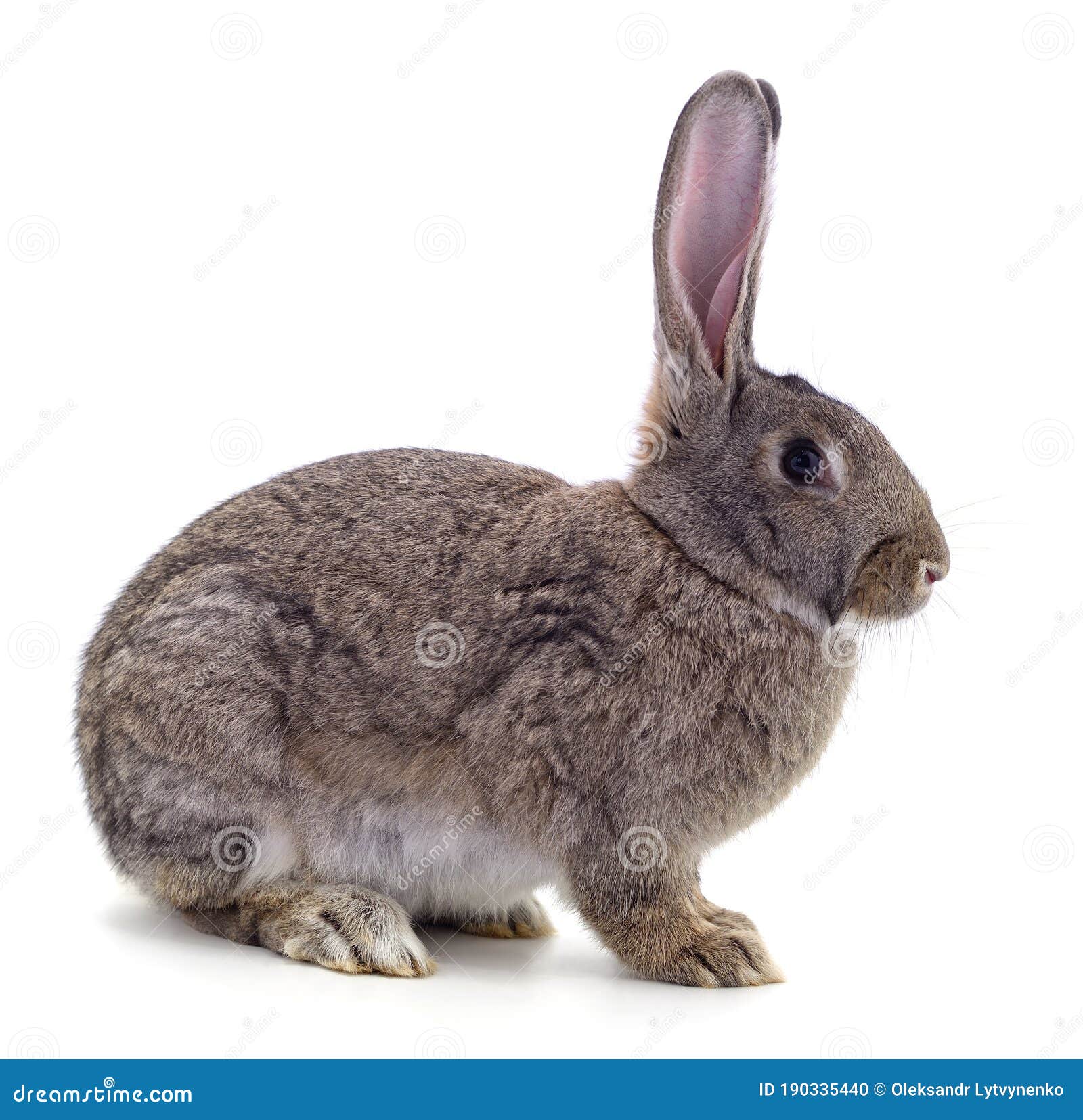 One grey rabbit stock photo. Image of living, fluffy - 190335440