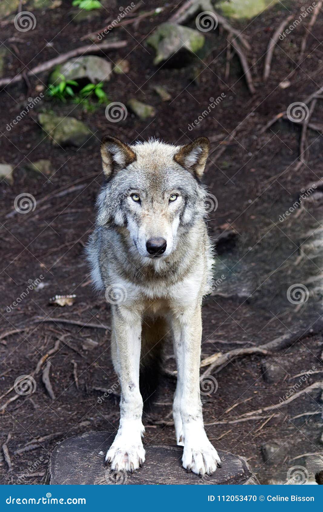 One Grey Wolf Sitting Down in the Forest Stock Photo - Image of nature, wildlife: 112053470