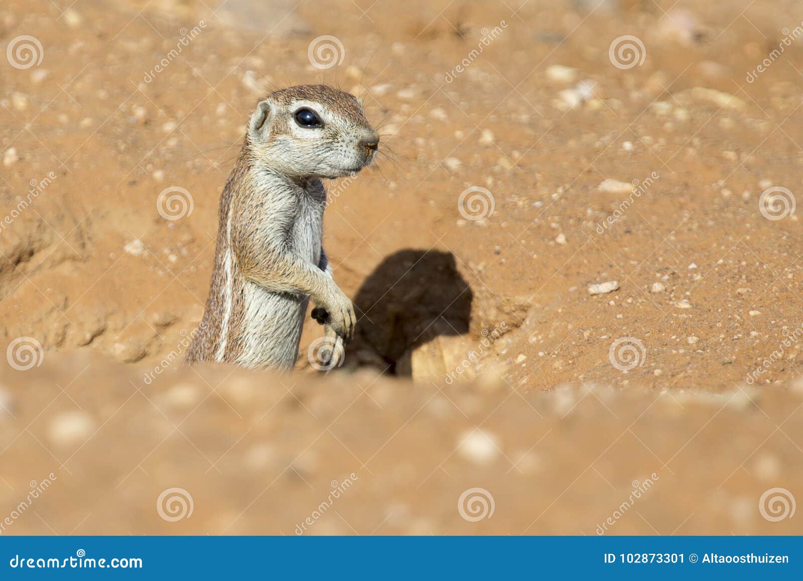 One Ground Squirrel Looking Out from Its Burrow in Dry Kalahari Stock ...