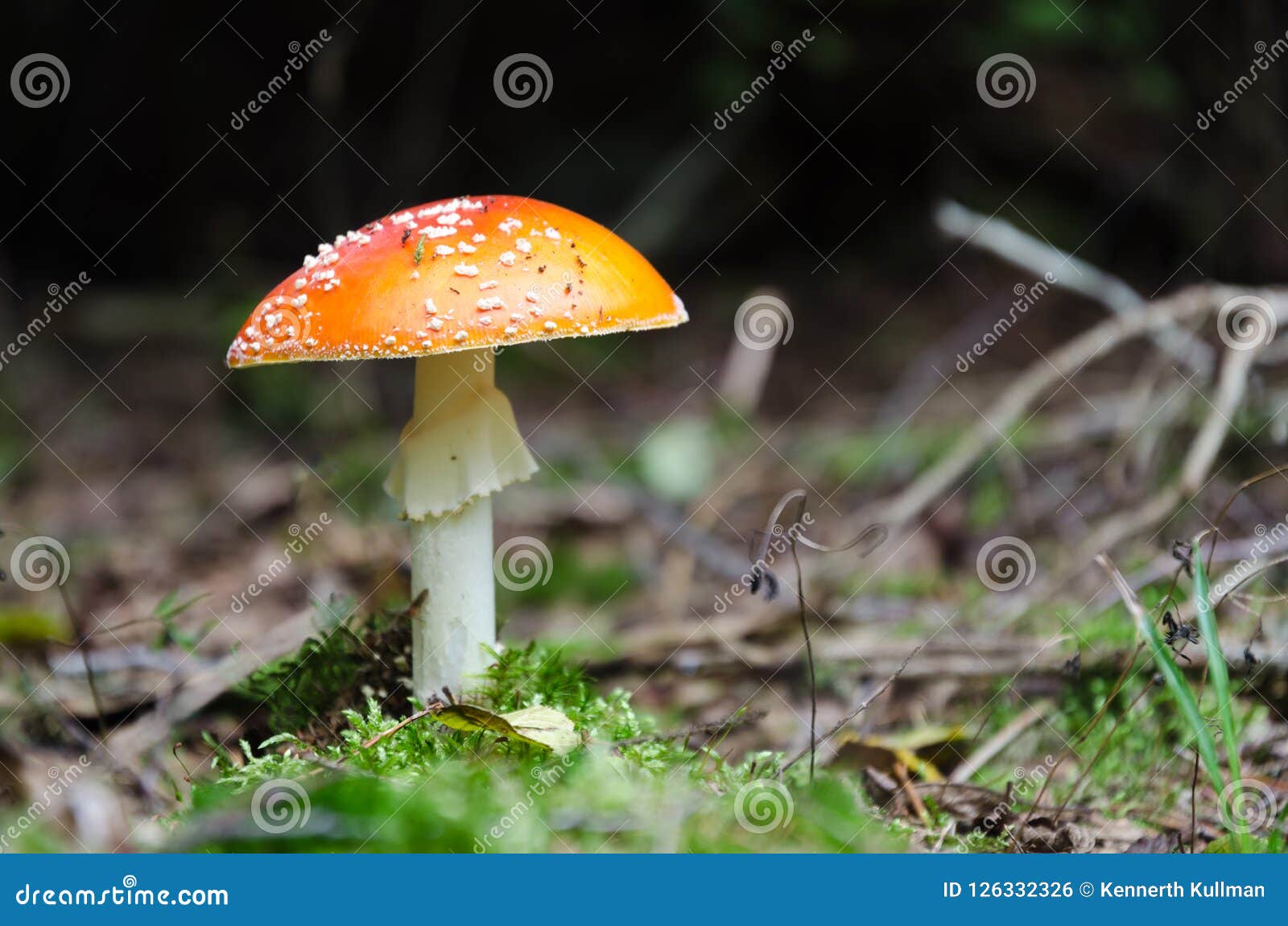 One growing Death Cap stock photo. Image of beautiful - 126332326