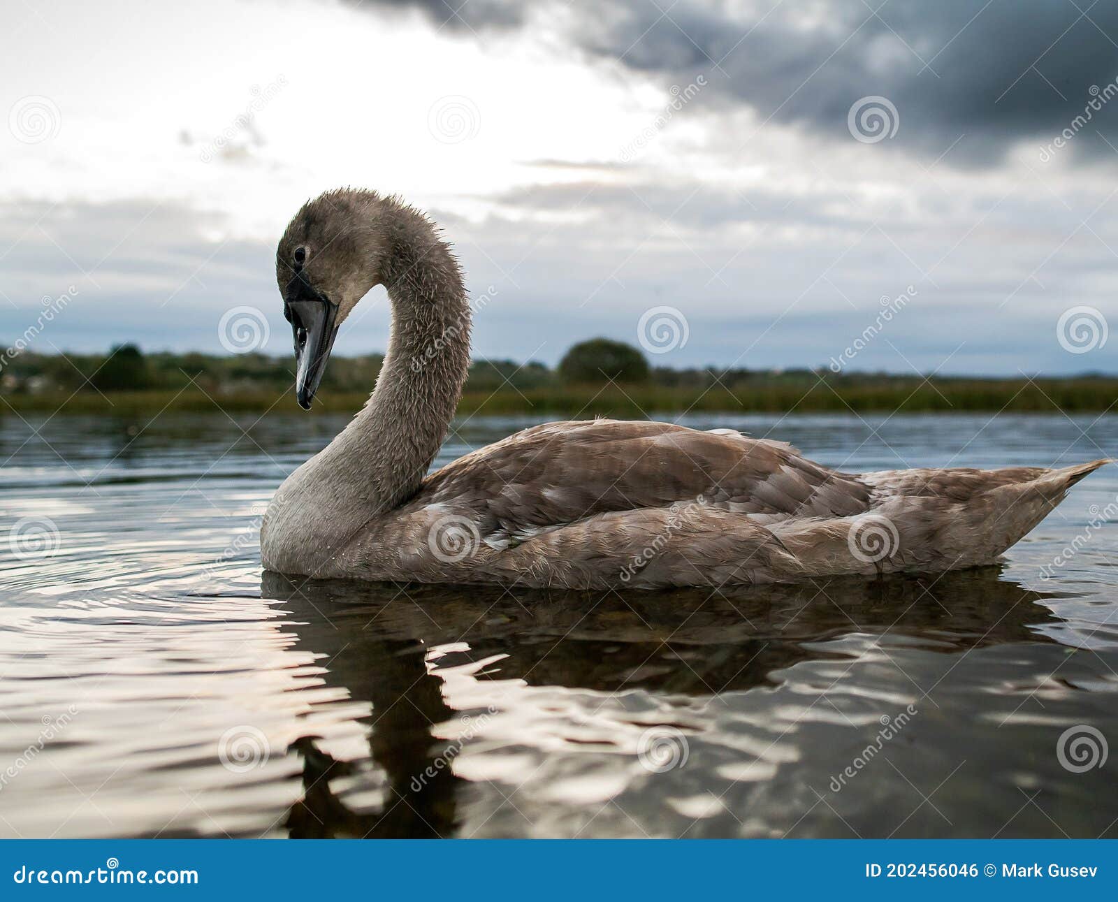 One Grown Cygnet with Grey Feathers in a River. Cloudy Sky in the ...