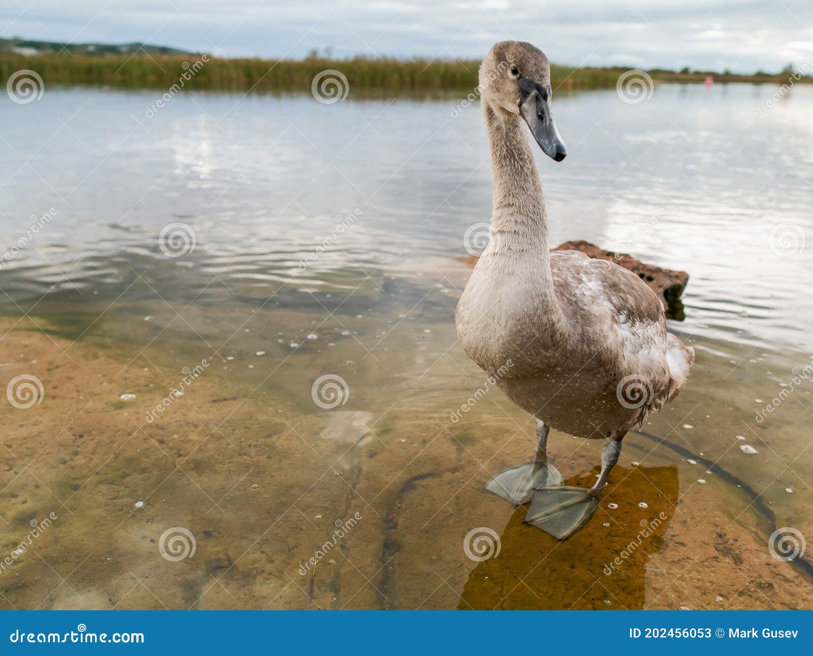 One Grown Cygnet with Grey Feathers in a River. Cloudy Sky in the ...