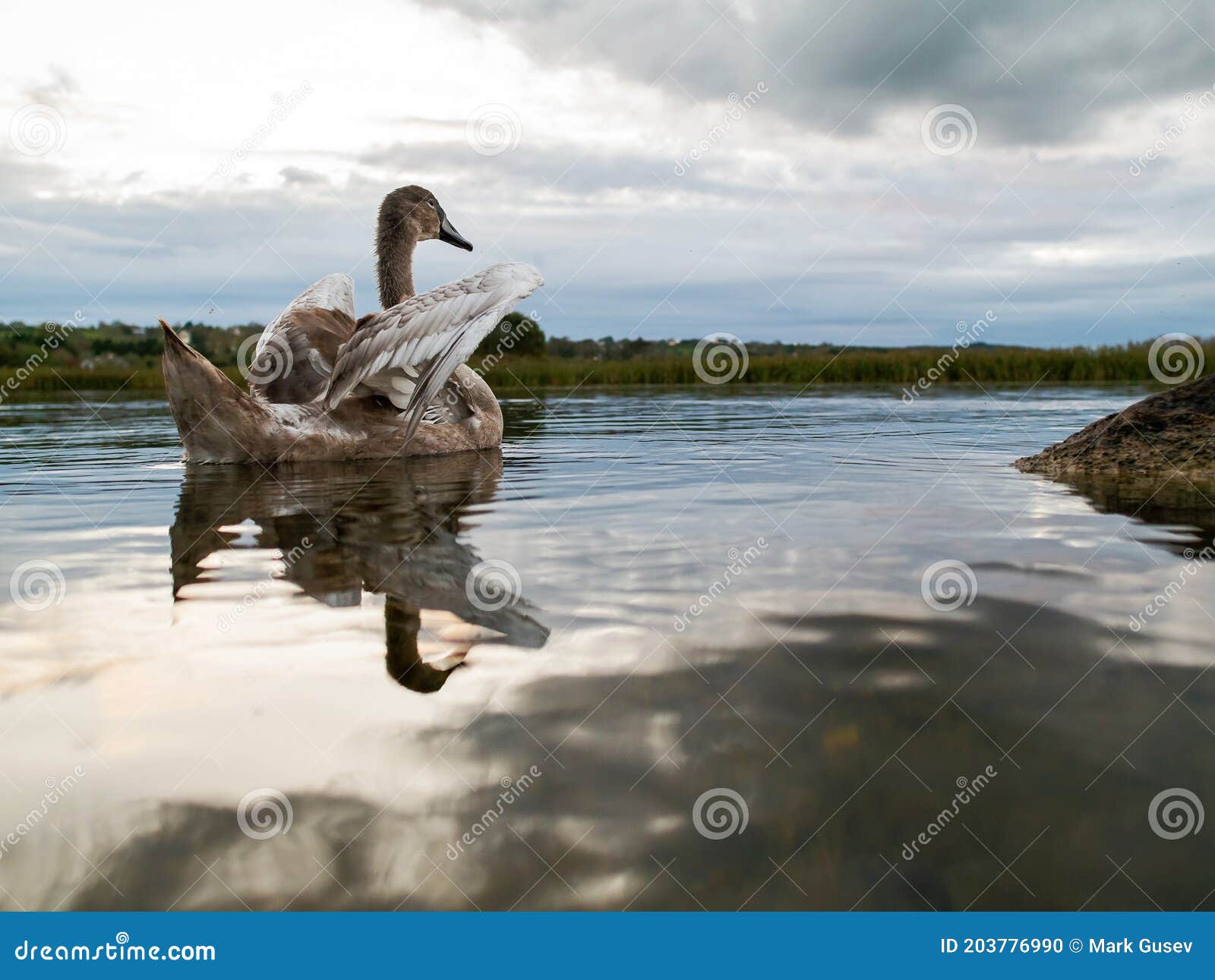 One Grown Cygnet with Grey Feathers in a River. Cloudy Sky in the ...