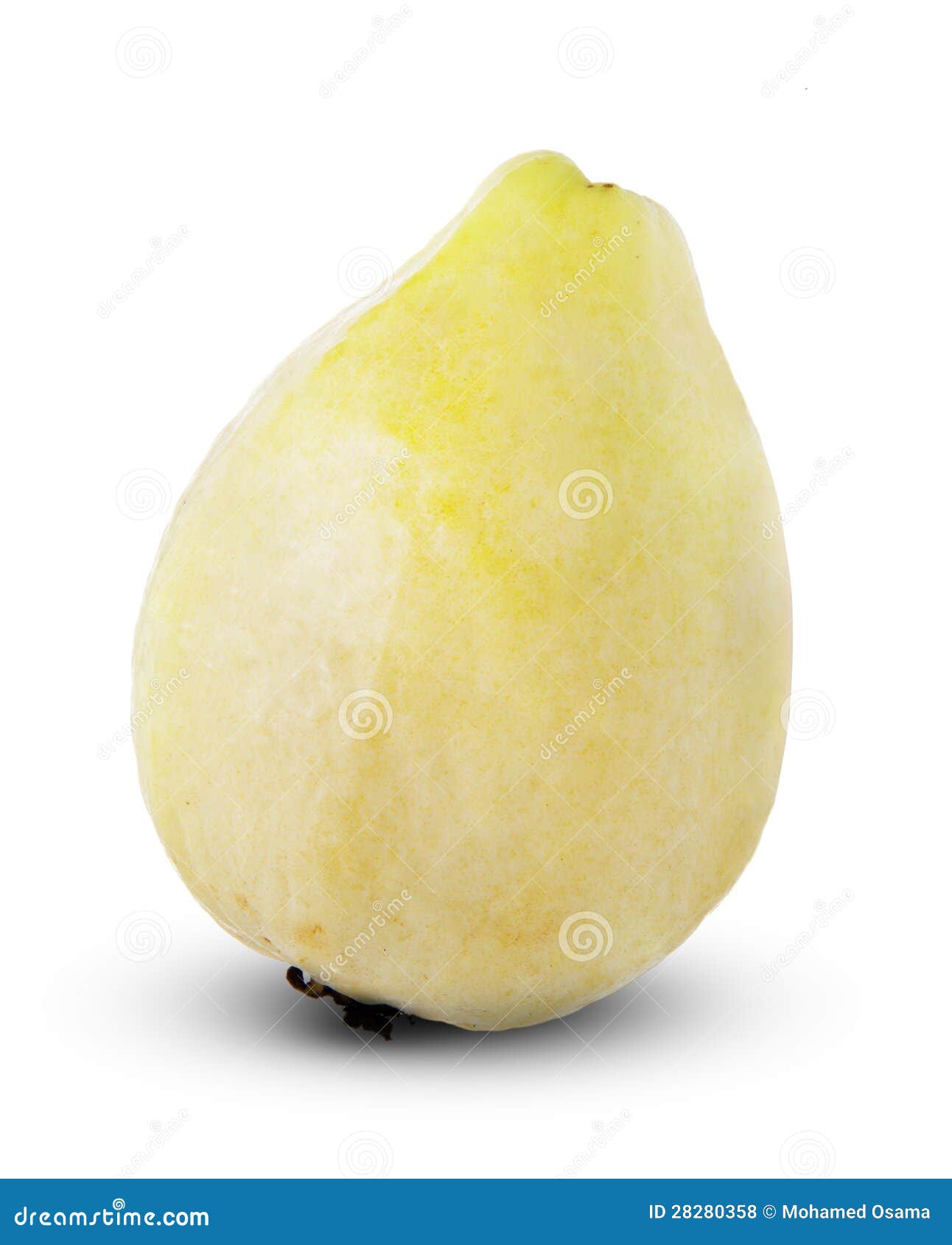 One Guava Fruit stock photo. Image of guava, nutrition - 28280358