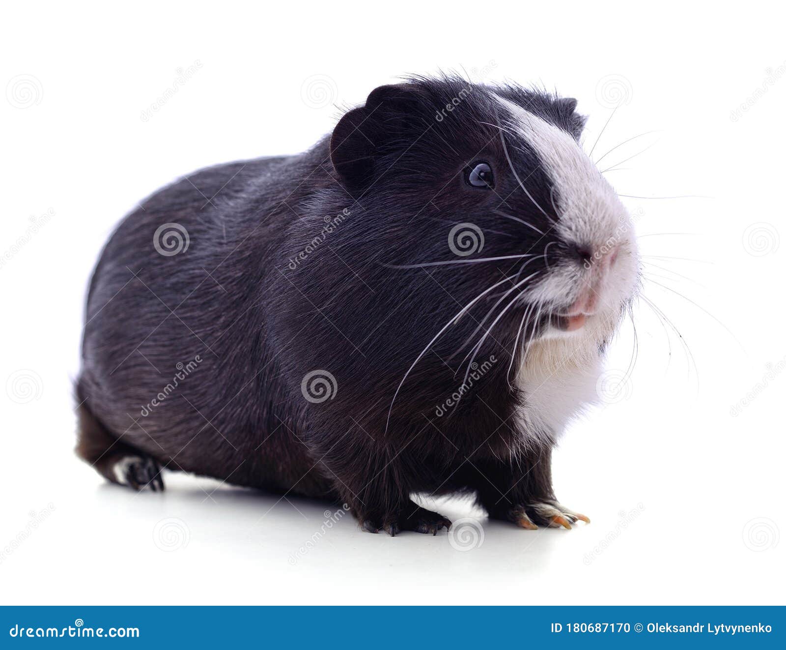 One guinea pig stock photo. Image of black, rodent, isolated - 180687170