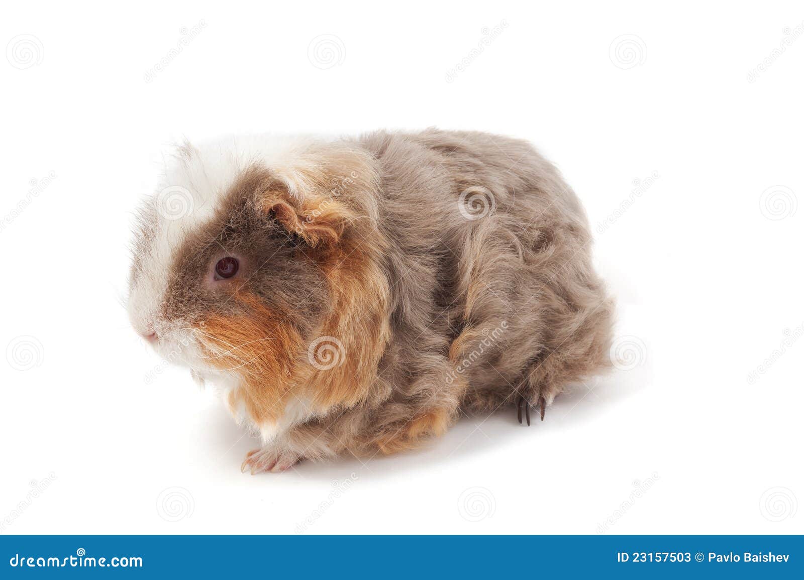 One Guinea Pig Merino on White Background Stock Image - Image of studio ...