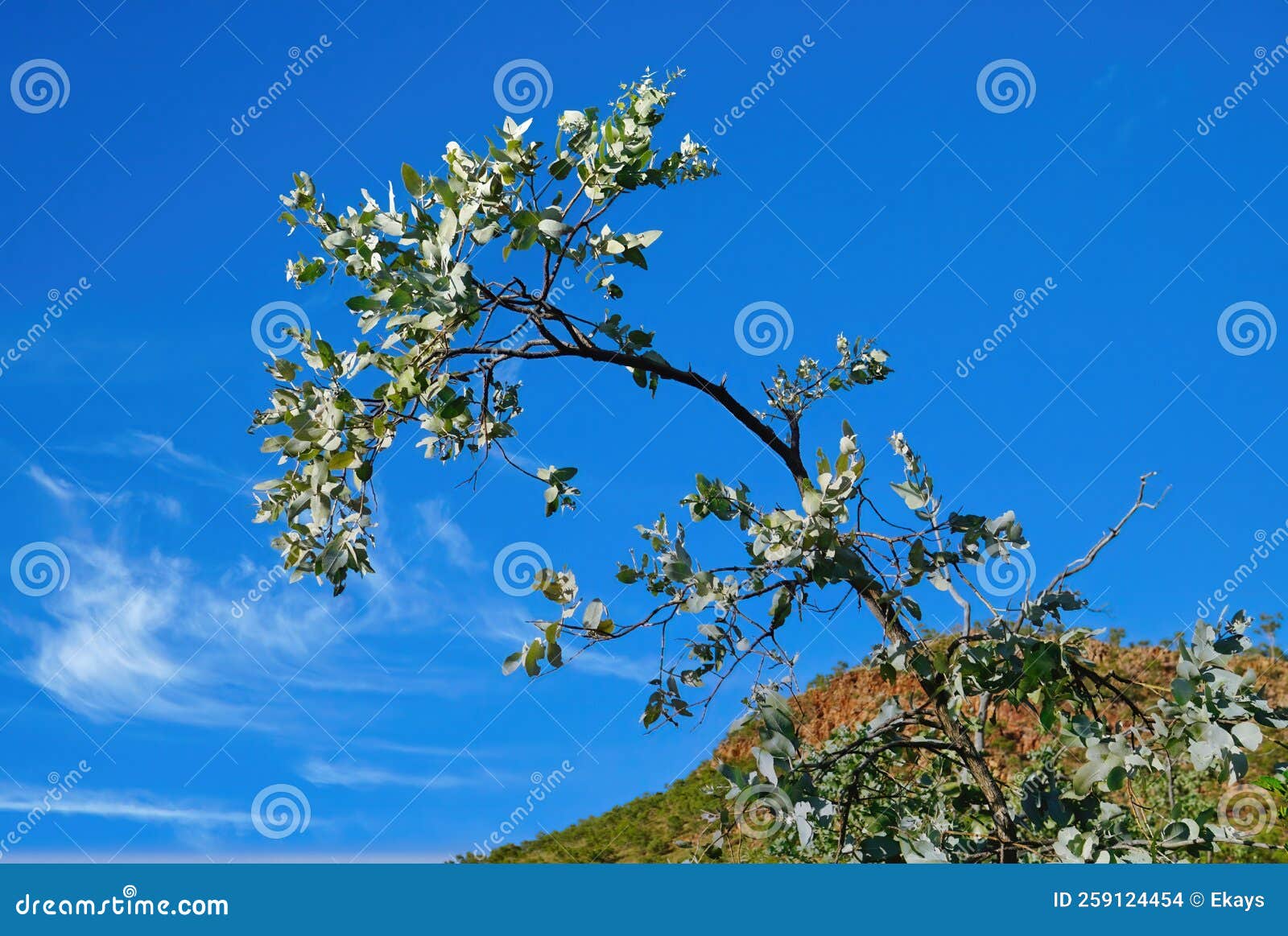Gum Tree with Blue Sky Background Stock Photo - Image of bush, leaf ...