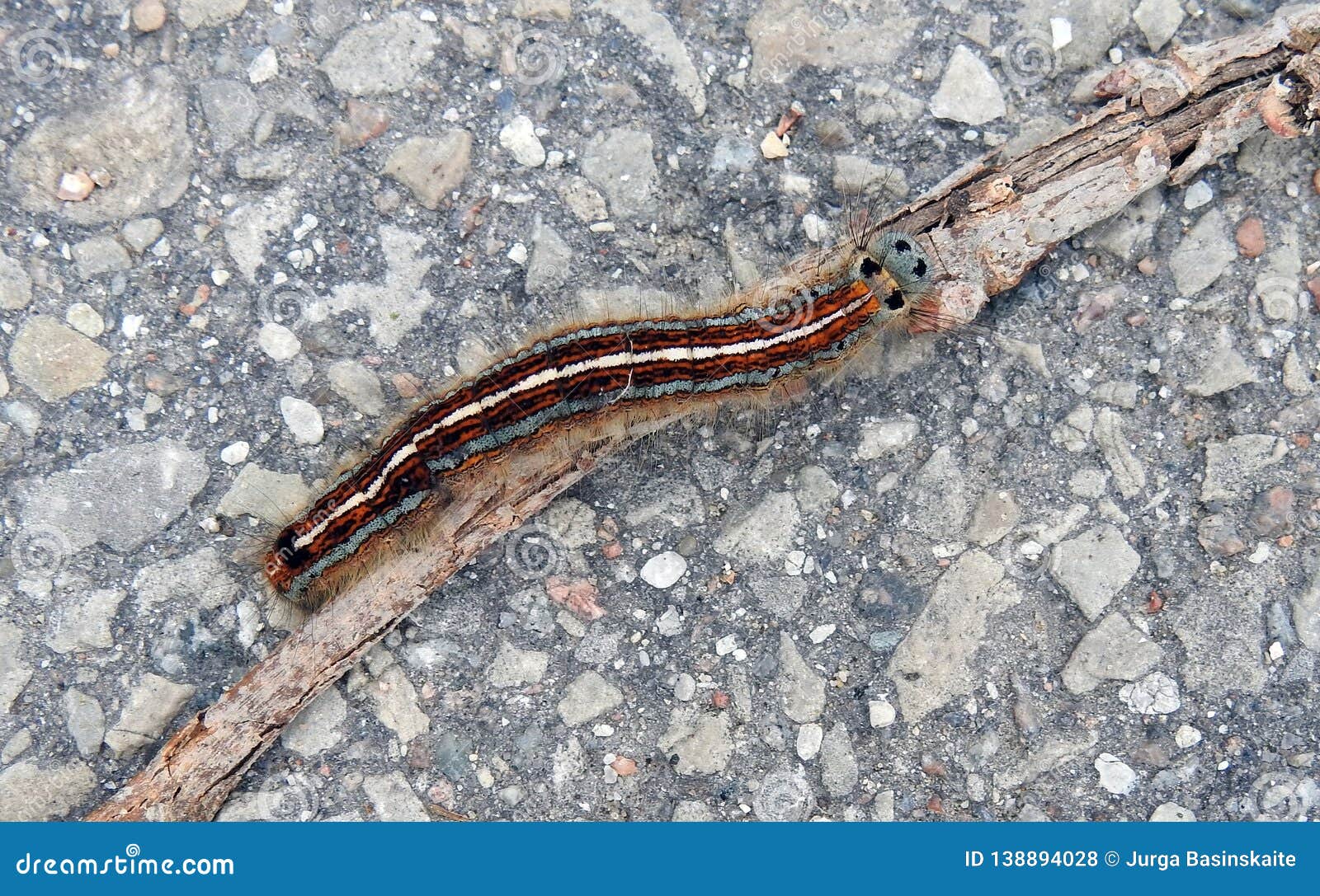 Brown Worm on Tree Branch, Lithuania Stock Photo - Image of insect ...