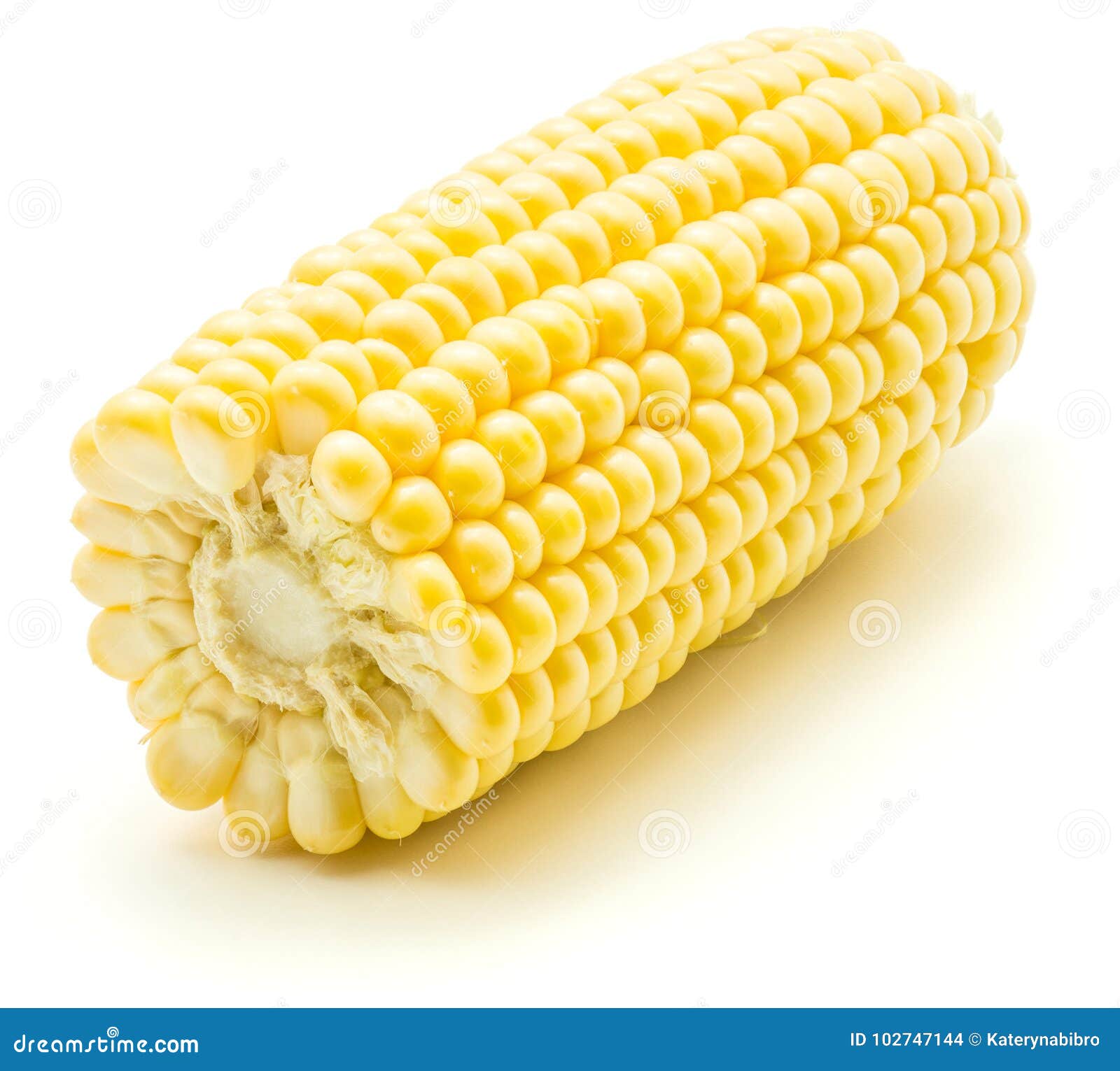Corn stock photo. Image of single, background, cereal - 102747144