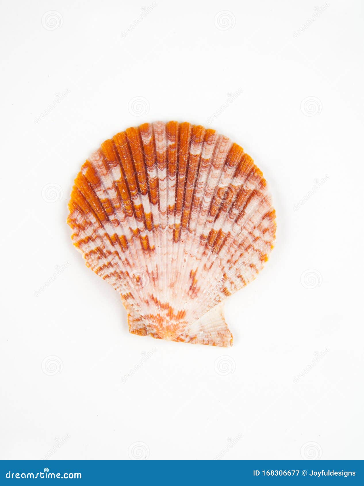 One Half Shell with Ridges Isolated Stock Image - Image of object ...