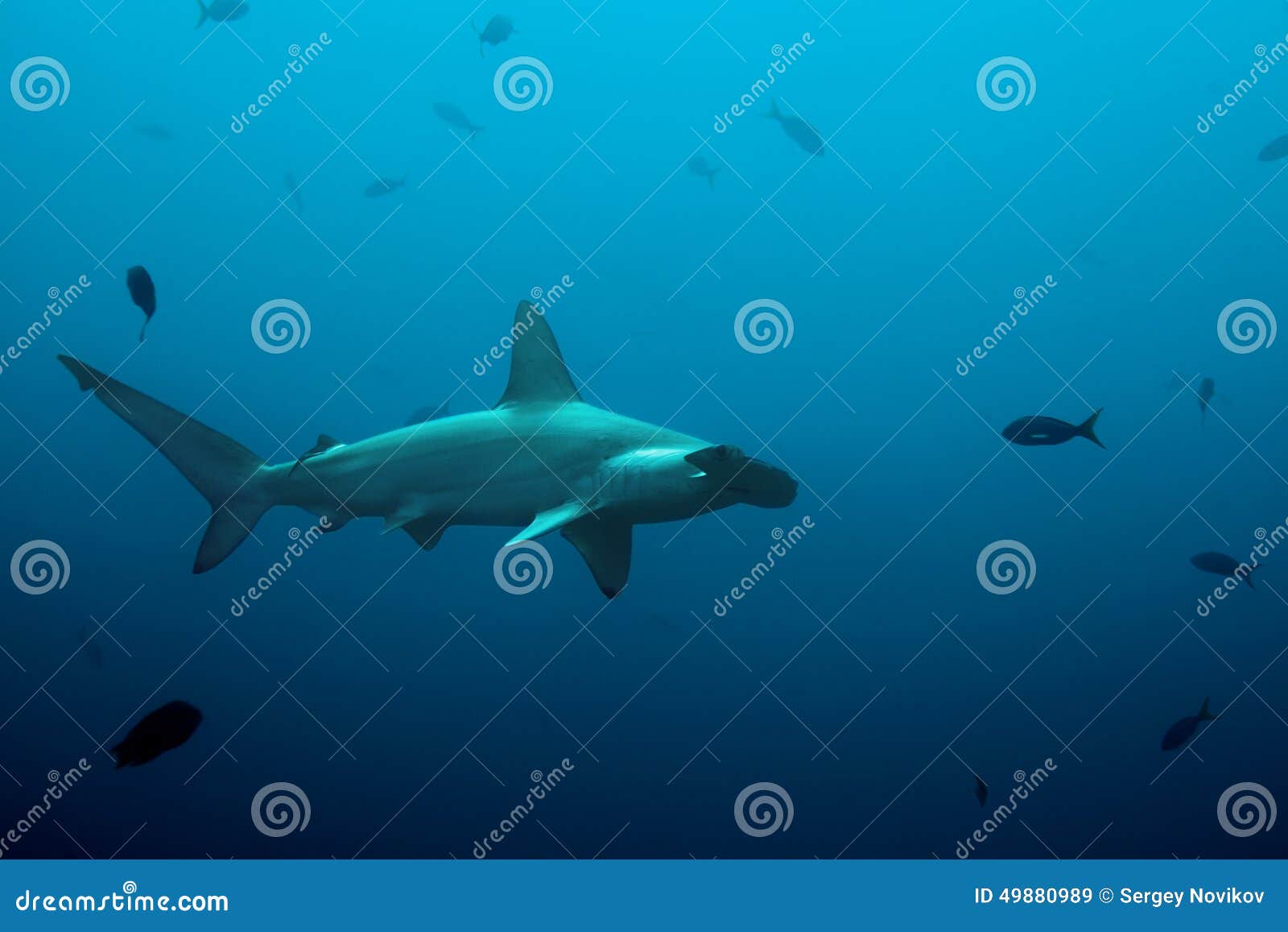 One Hammerhead Shark Swimming in the Ocean Stock Image - Image of diver ...