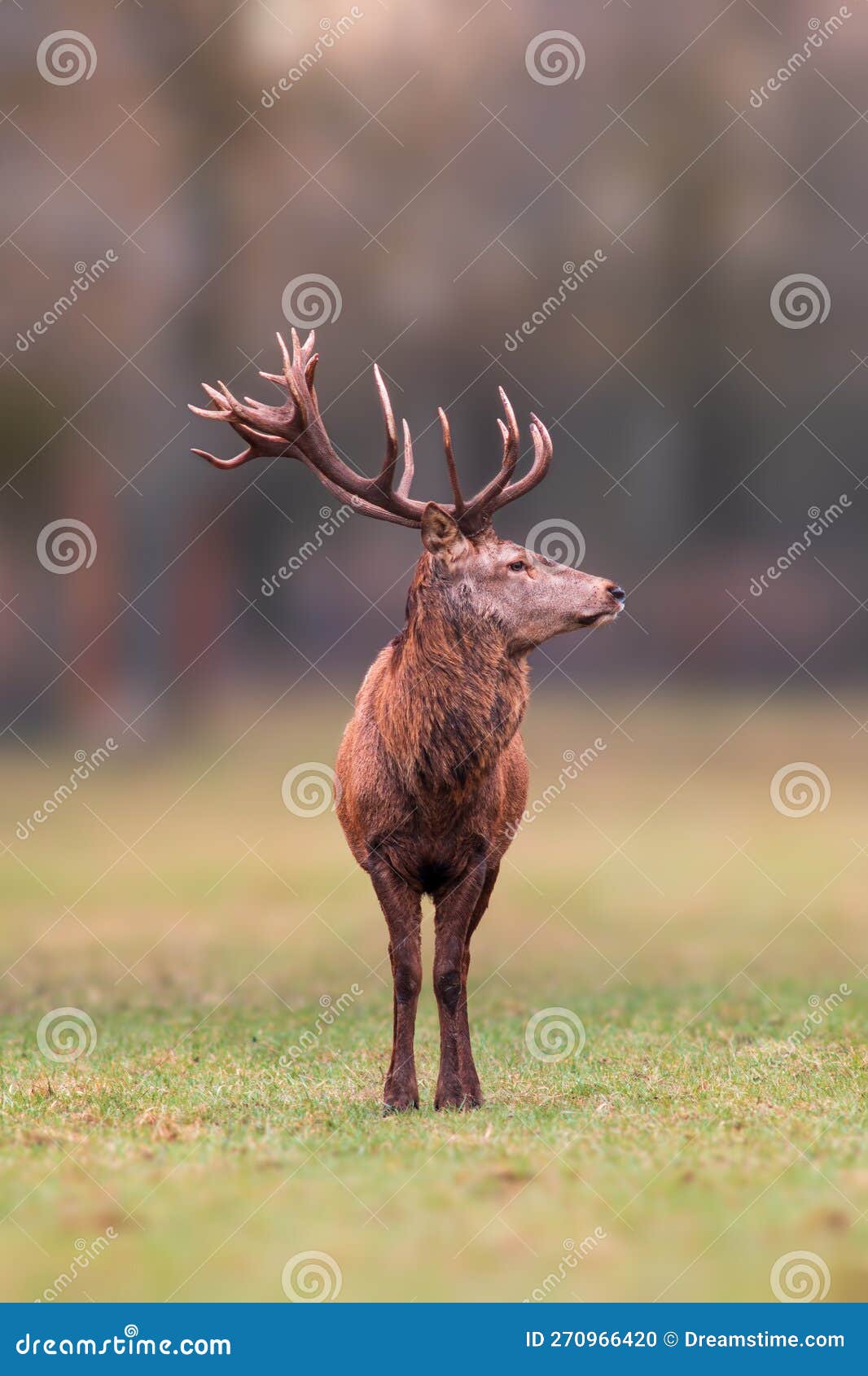 One Handsome Red Deer Buck Stands in a Meadow Stock Photo - Image of ...
