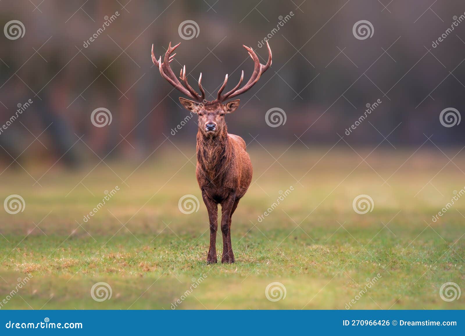 One Handsome Red Deer Buck Stands in a Meadow Stock Photo - Image of ...