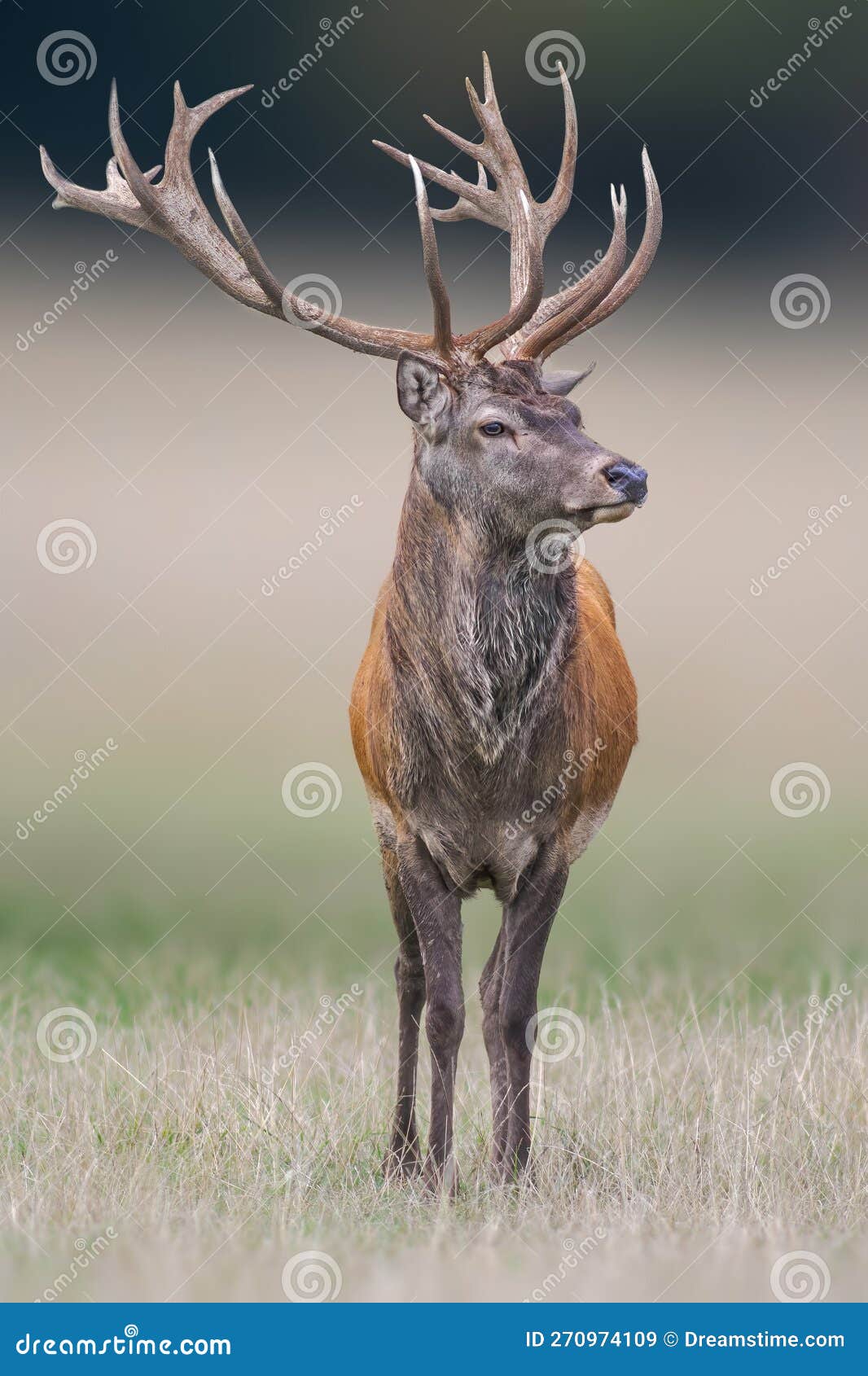 One Handsome Red Deer Buck Stands in a Meadow Stock Image - Image of ...