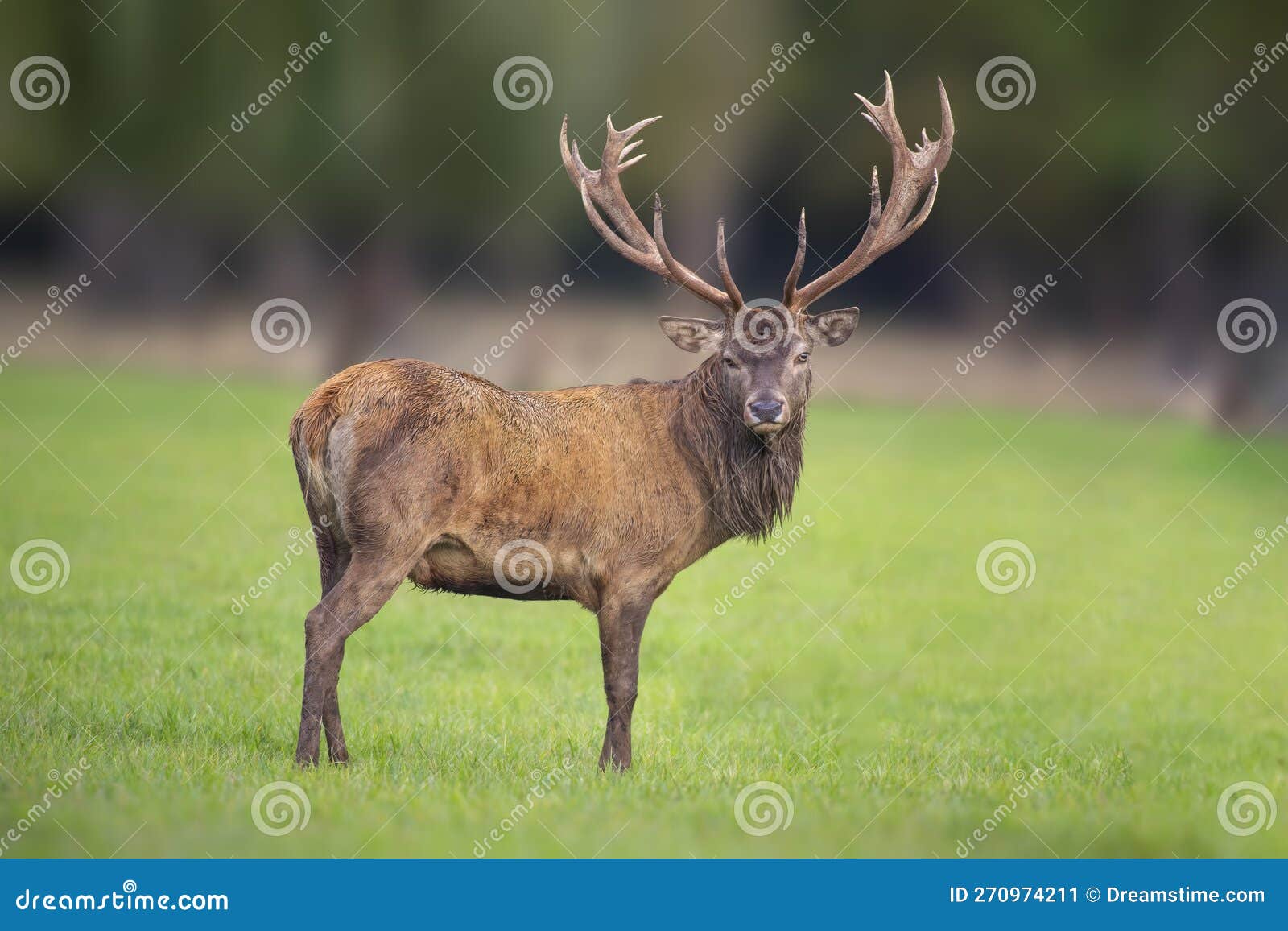 One Handsome Red Deer Buck Stands in a Meadow Stock Image - Image of ...