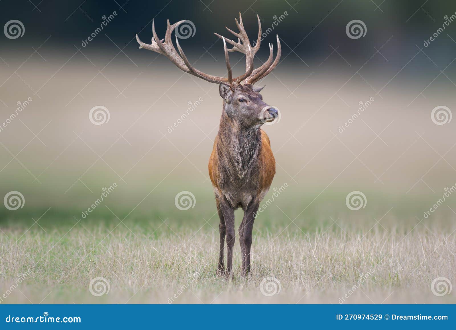 One Handsome Red Deer Buck Stands in a Meadow Stock Image - Image of ...