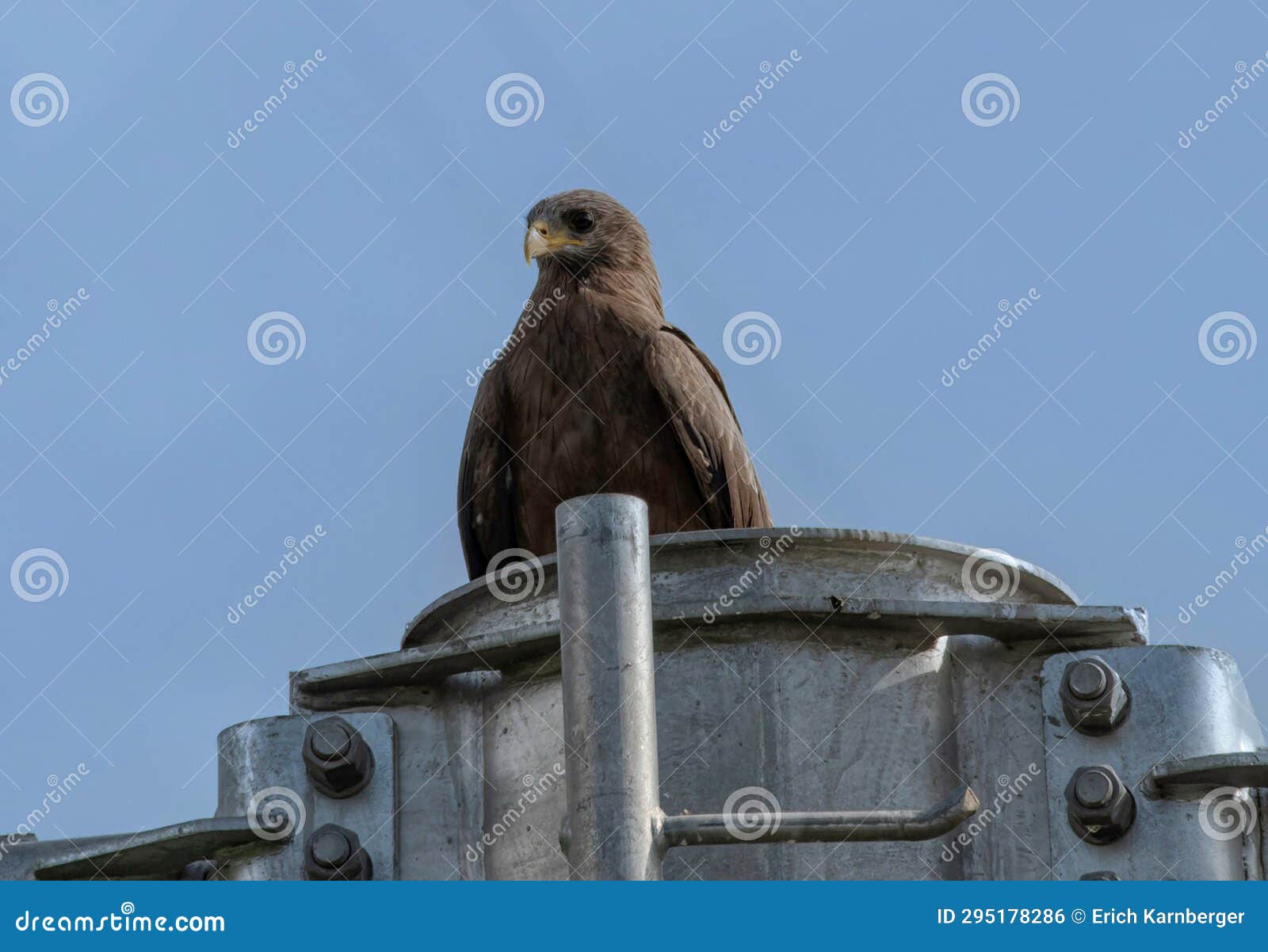 African hawk in close up stock photo. Image of beak - 295178286