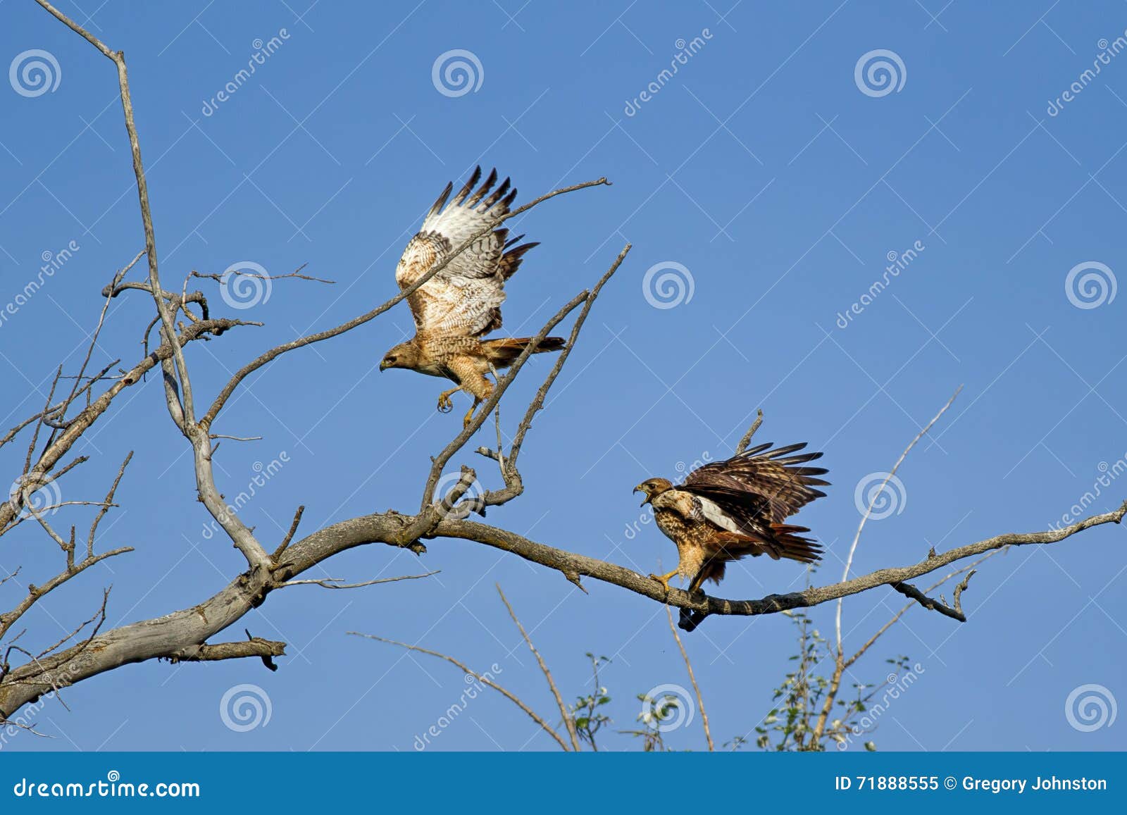 One Hawk Scares Away Another. Stock Image - Image of conflict, hunter ...