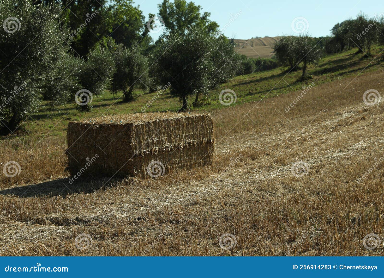 One Hay Bale Outdoors on Sunny Day, Space for Text Stock Image - Image ...