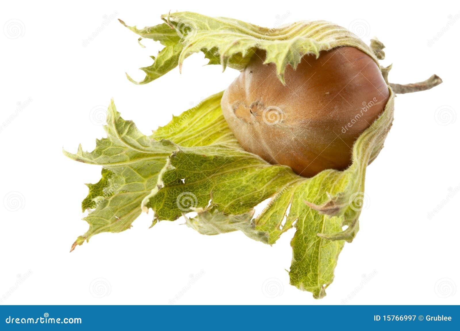 One hazelnut stock image. Image of small, ingredient - 15766997