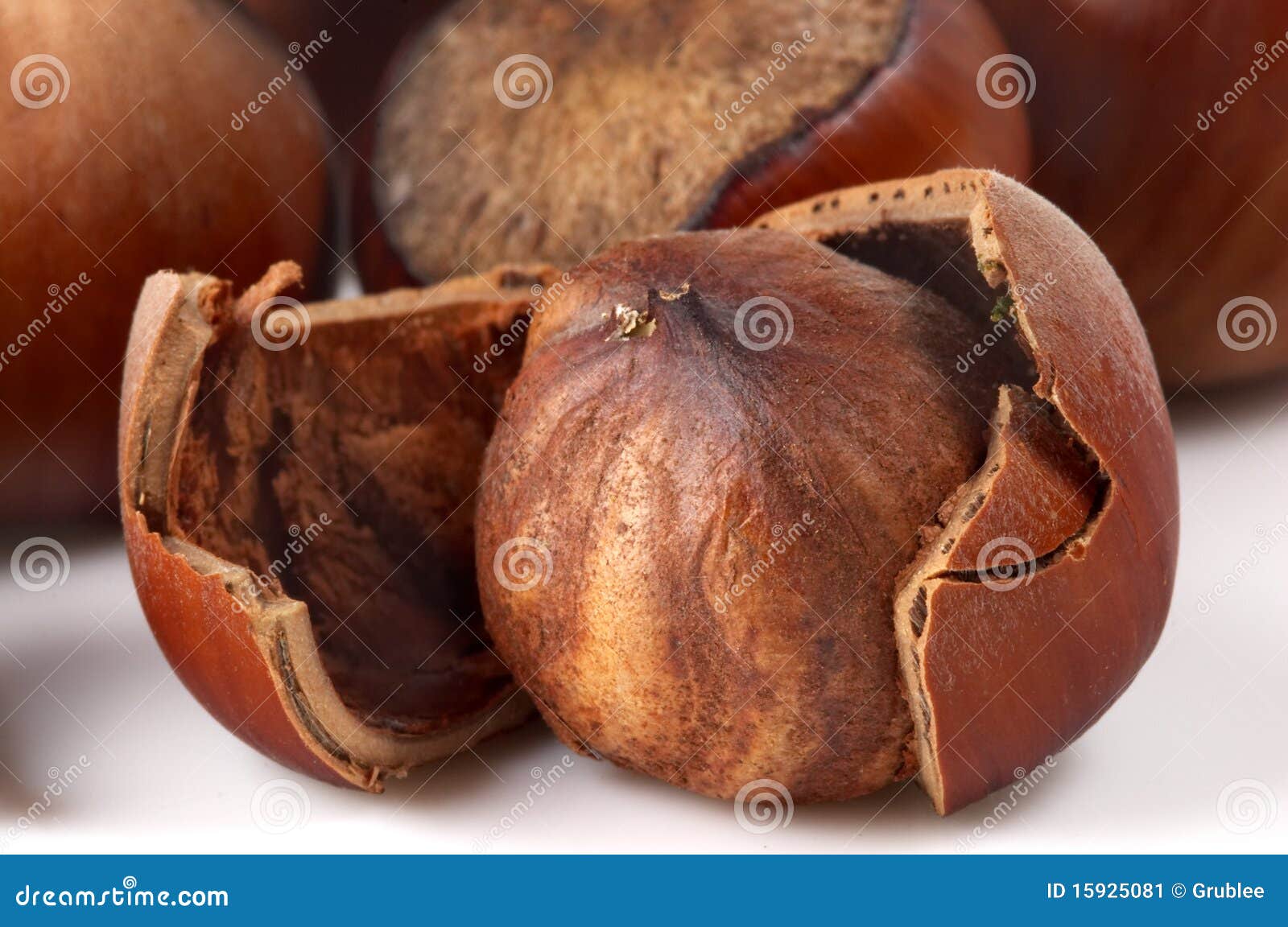 One hazelnut stock image. Image of natural, hazelnut - 15925081