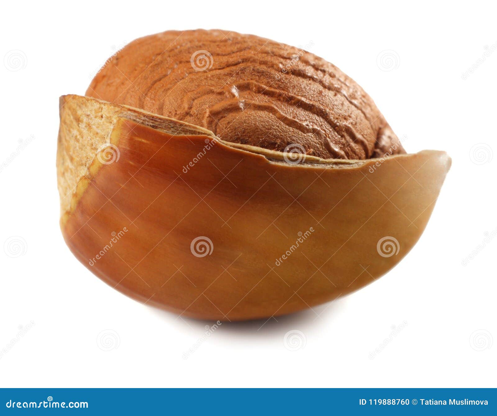 One Hazelnut Stock Photos - Download 2,195 Royalty Free Photos