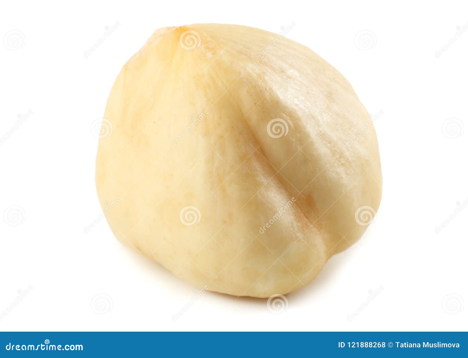 One Hazelnut Isolated on a White Background. Macro Stock Photo - Image ...