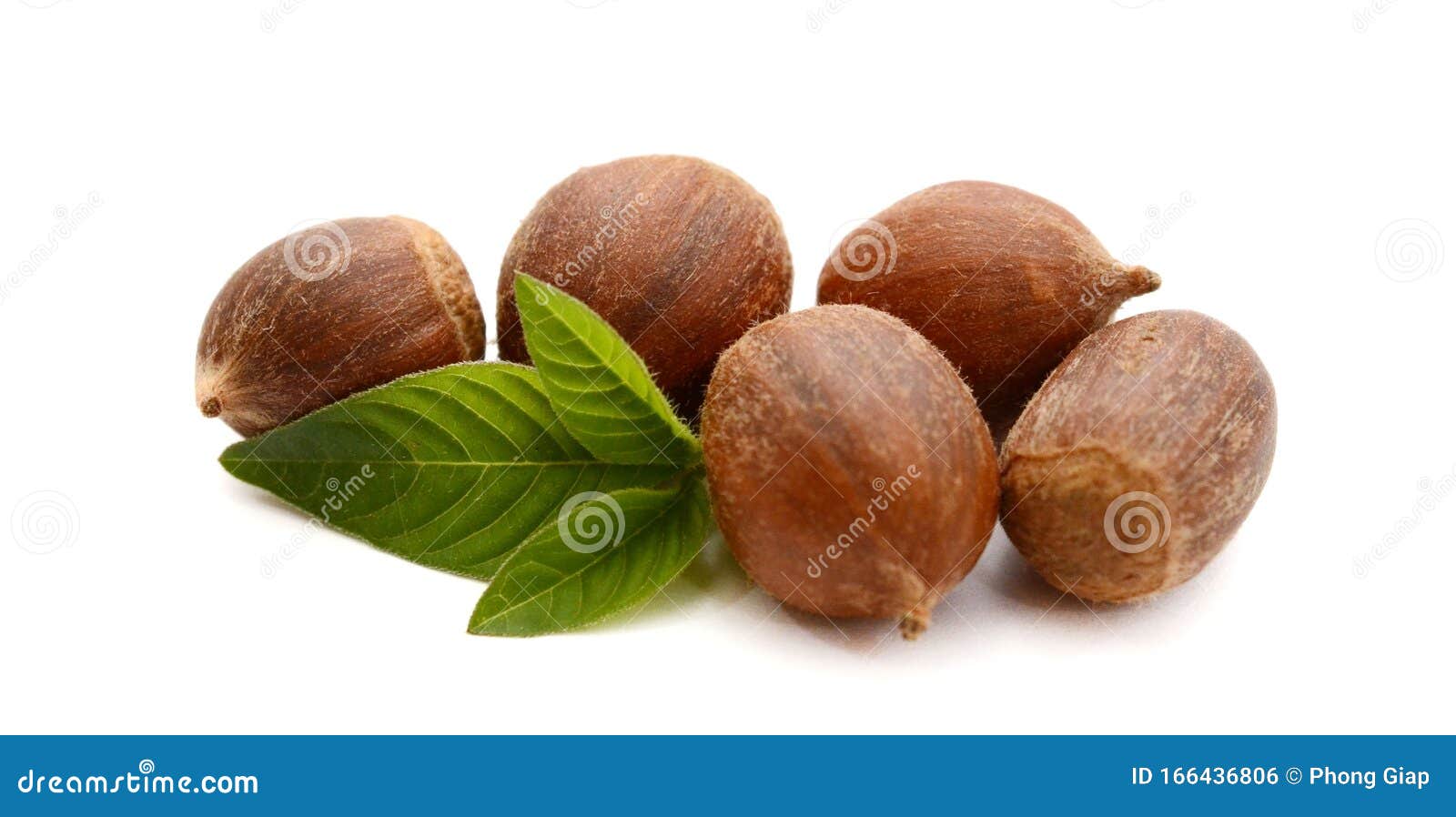 One Hazelnut Isolated on a White Background. Macro. Stock Photo - Image ...