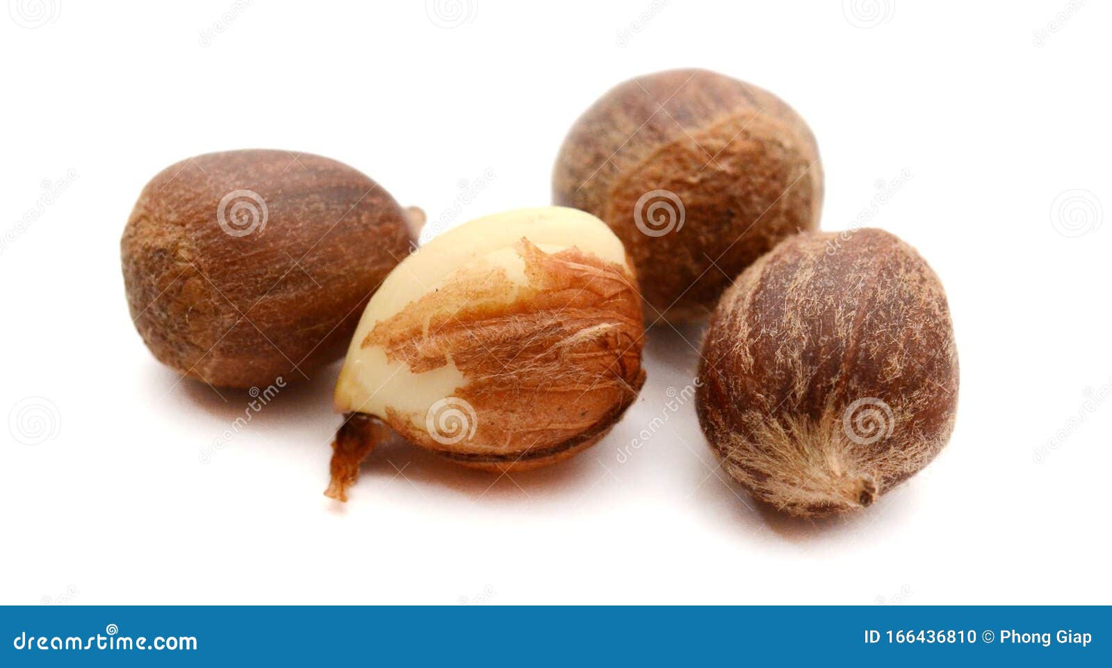 One Hazelnut Isolated on a White Background. Macro. Stock Photo - Image ...