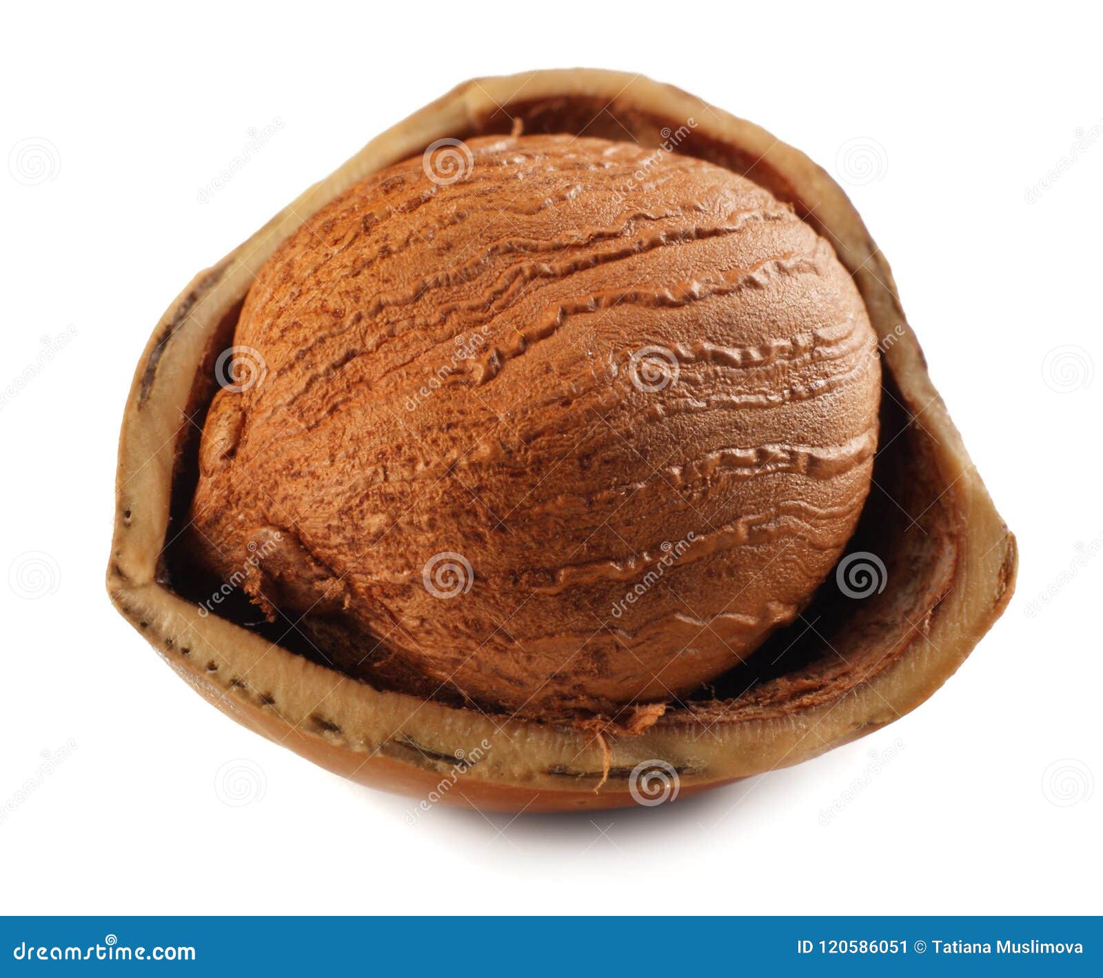 One Hazelnut Isolated On A White Background. Macro Stock Image - Image ...