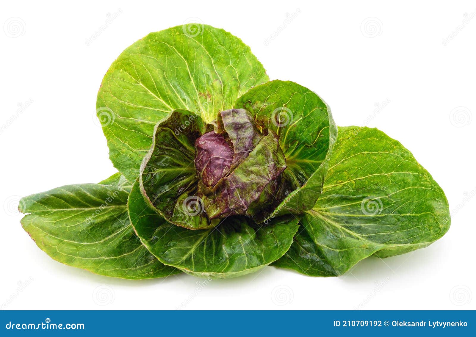 One Head of Lettuce with Leaves Stock Photo - Image of full, leaves ...
