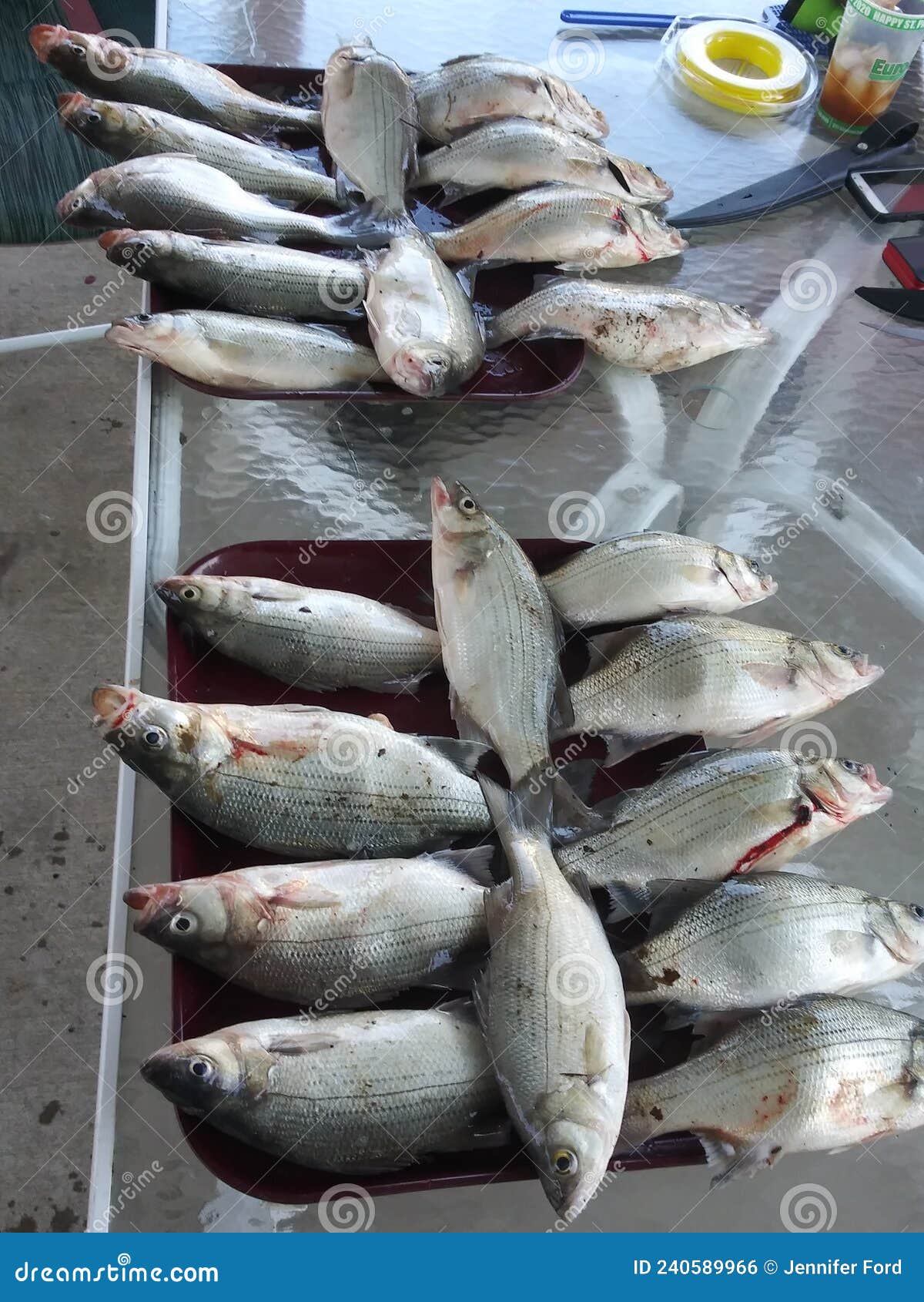One heck of a fishing day stock photo. Image of food - 240589966