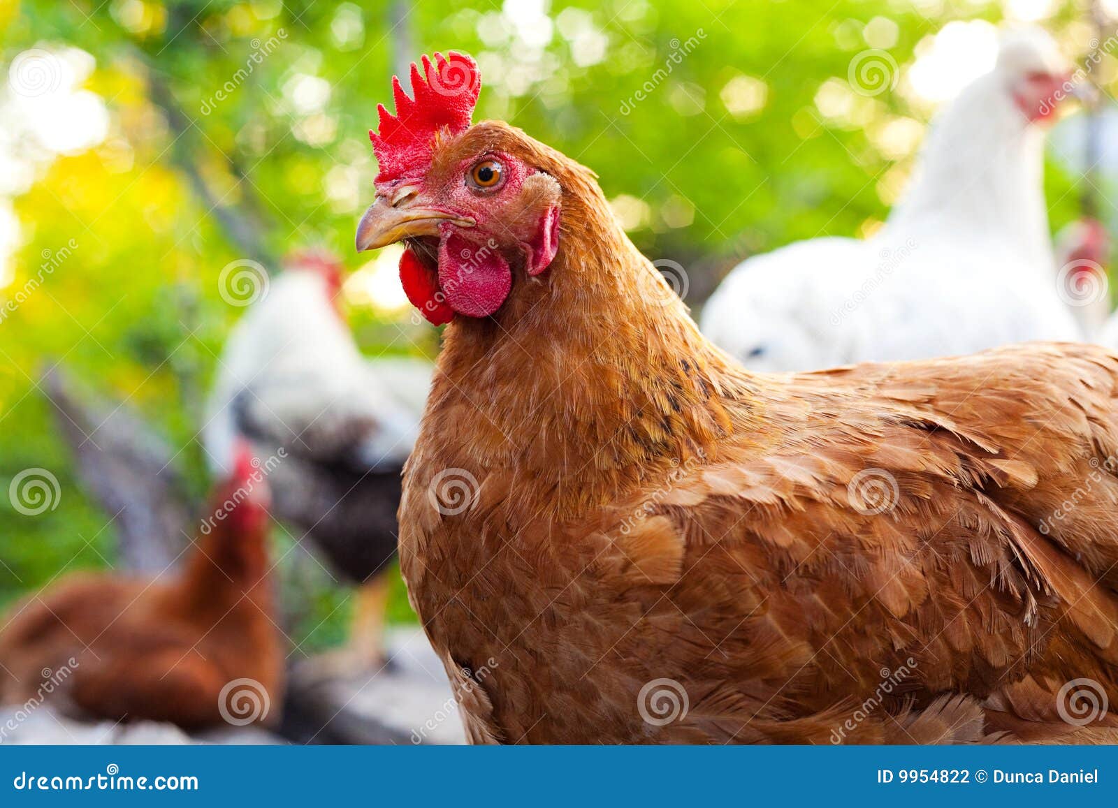 One Hen in Front of Her Group Stock Photo - Image of livestock, farming ...