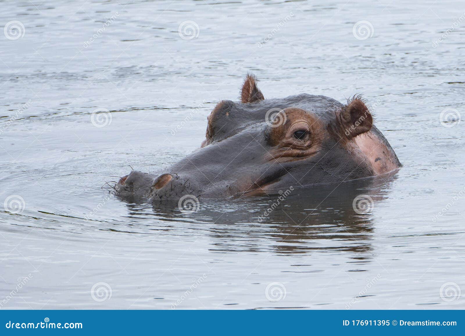One Hippo Looking at the Camera Stock Image - Image of botswana, open ...