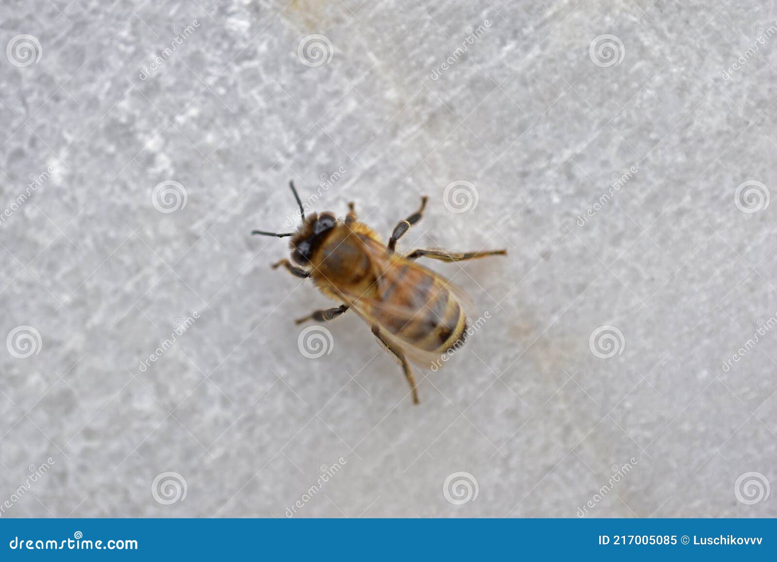 One Honey Bee on a Marble in Spring Close-up Stock Image - Image of ...