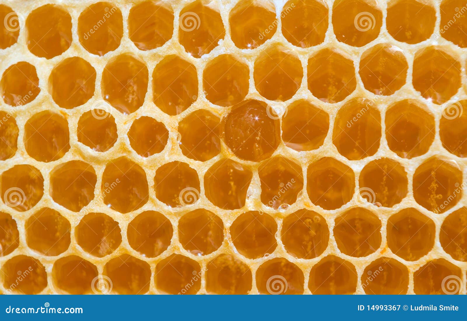One Honeycomb with Drop of Honey. Stock Image - Image of food, flowing ...
