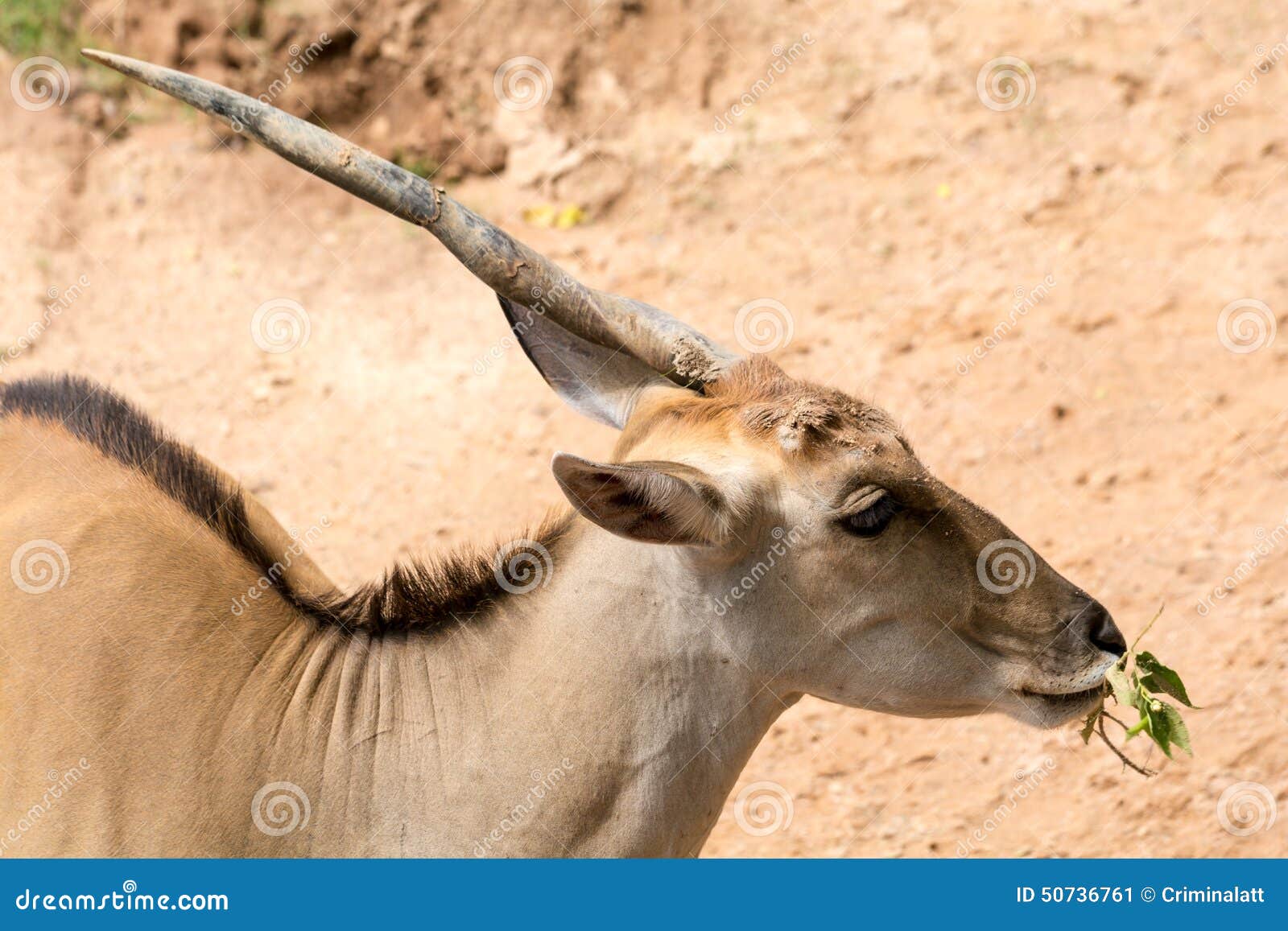 One horn impala head stock image. Image of close, wilderness - 50736761