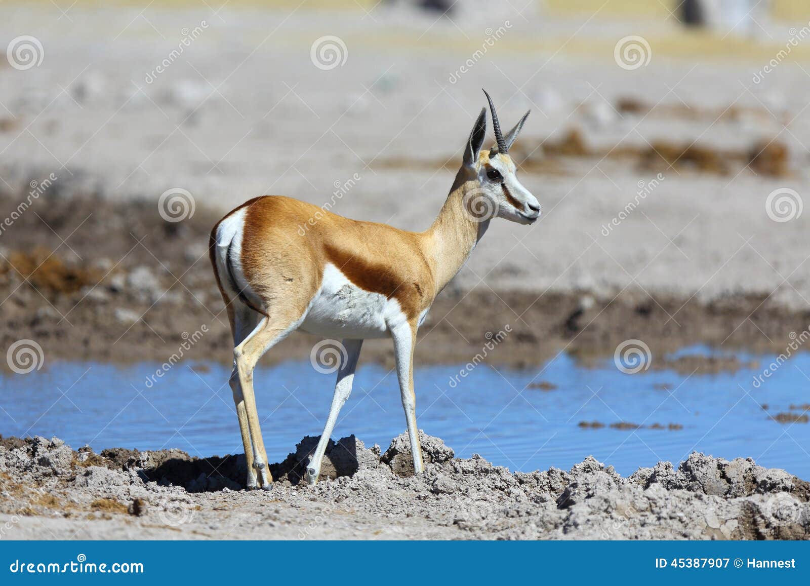 One Horn Springbok at the Water Stock Image - Image of daytime, nxai ...