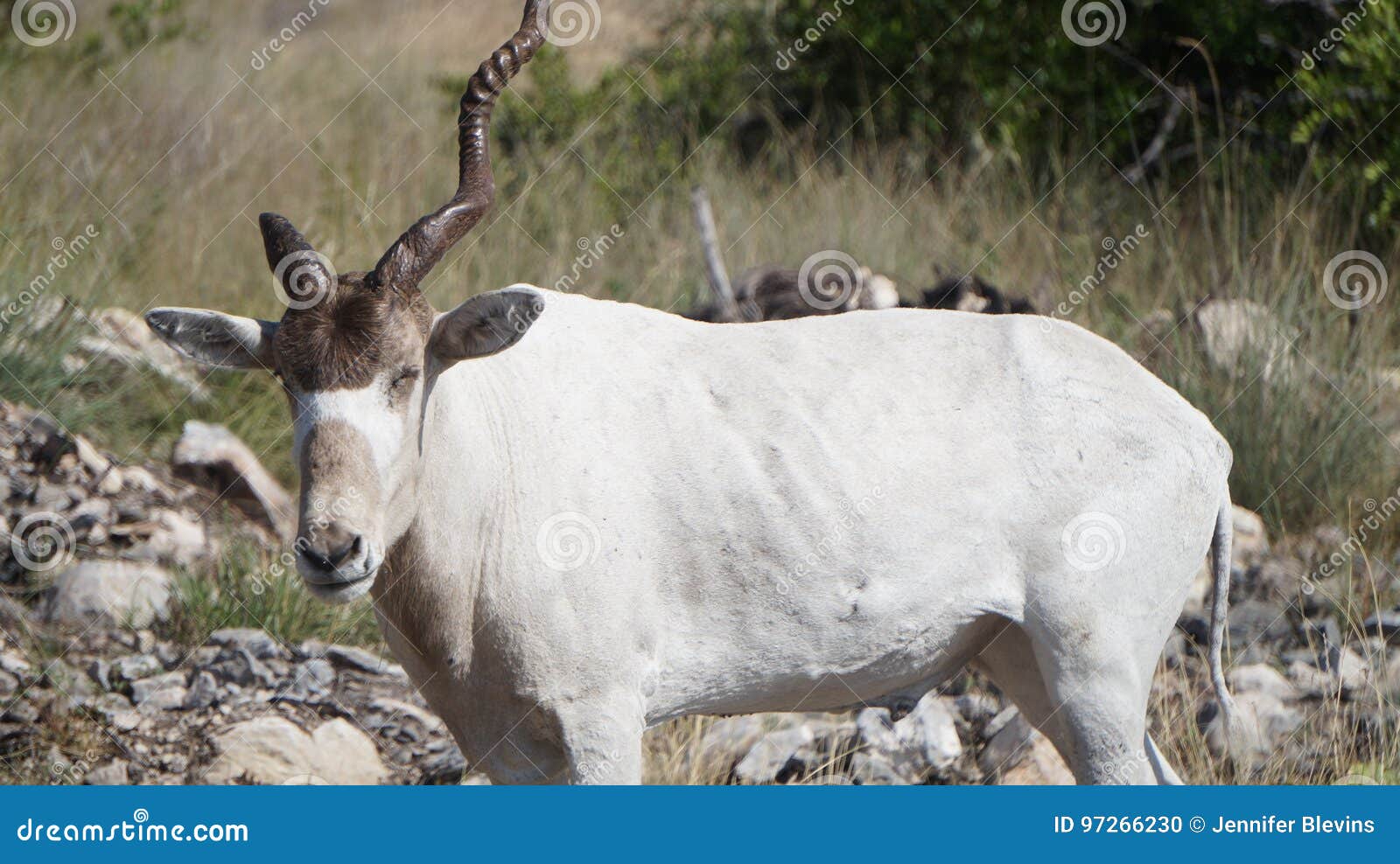 One-Horned Addax stock photo. Image of sahara, mammal - 97266230