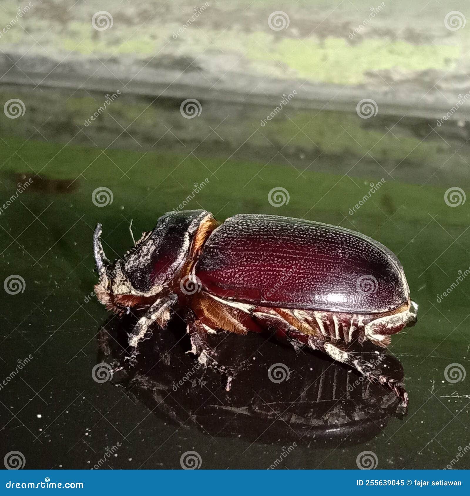One-horned beetle at night stock image. Image of malam - 255639045