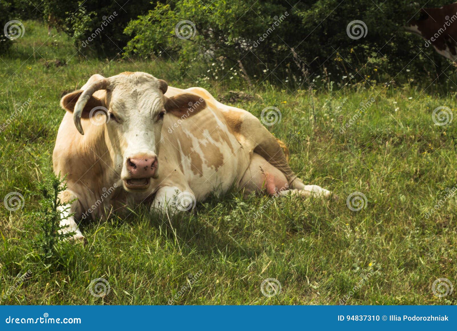 The One-horned Cow in the Field Stock Photo - Image of cloud, milk ...